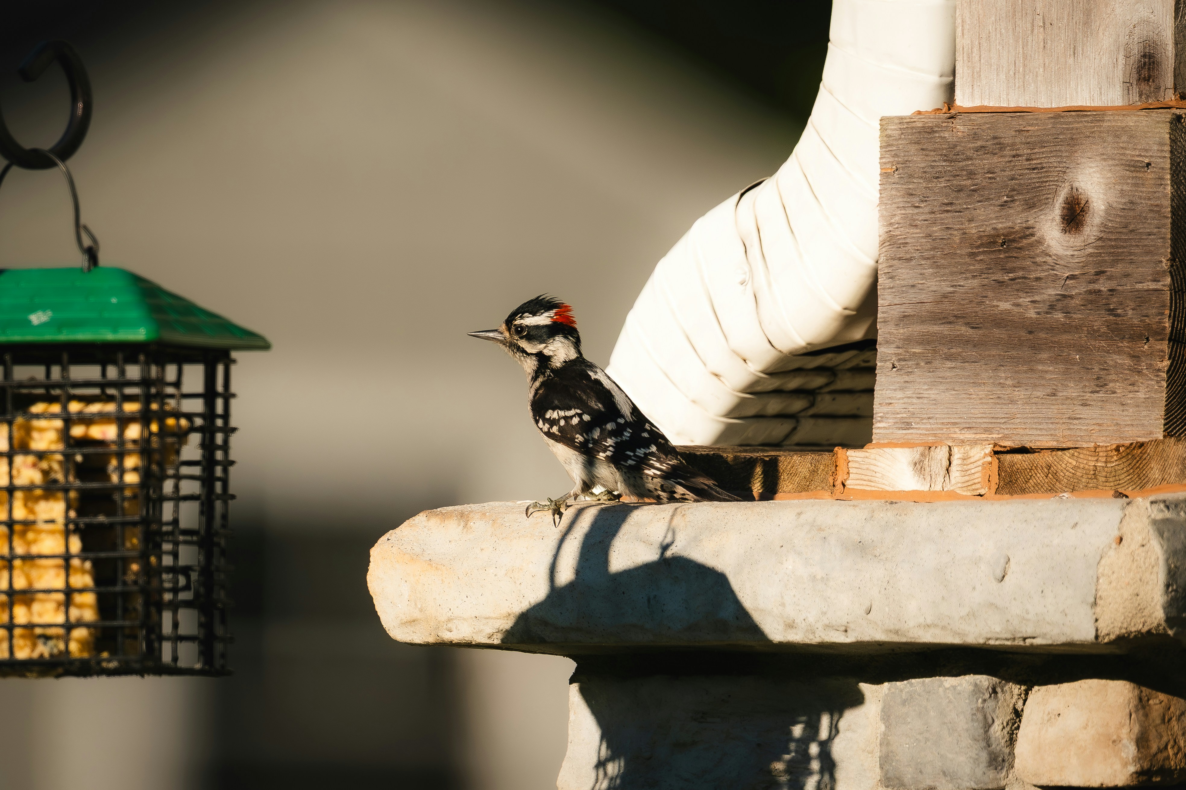 Stitch of a Quiet Morning: The Woodpecker on a Stone Post