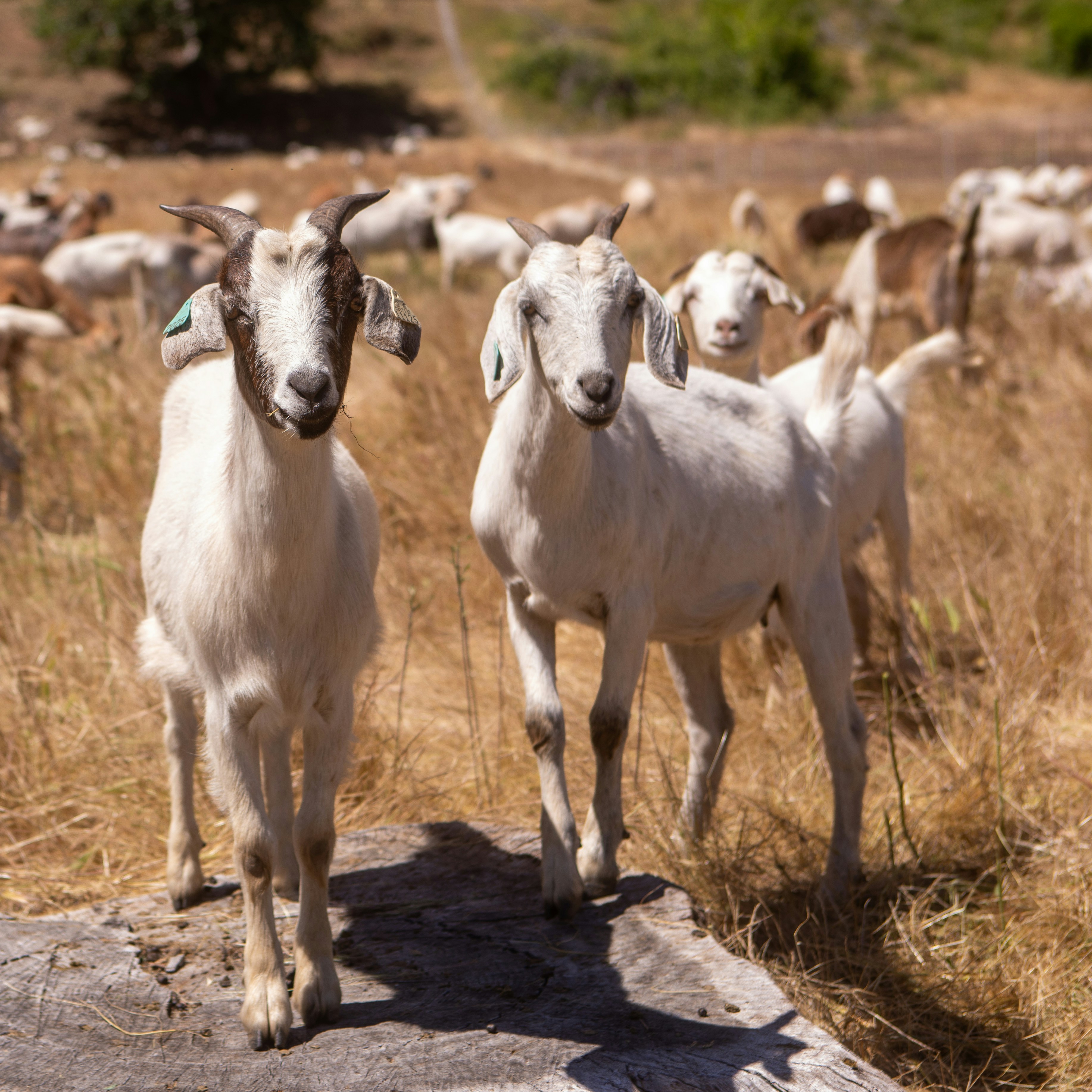 White goats at pasture beneath summer sun
