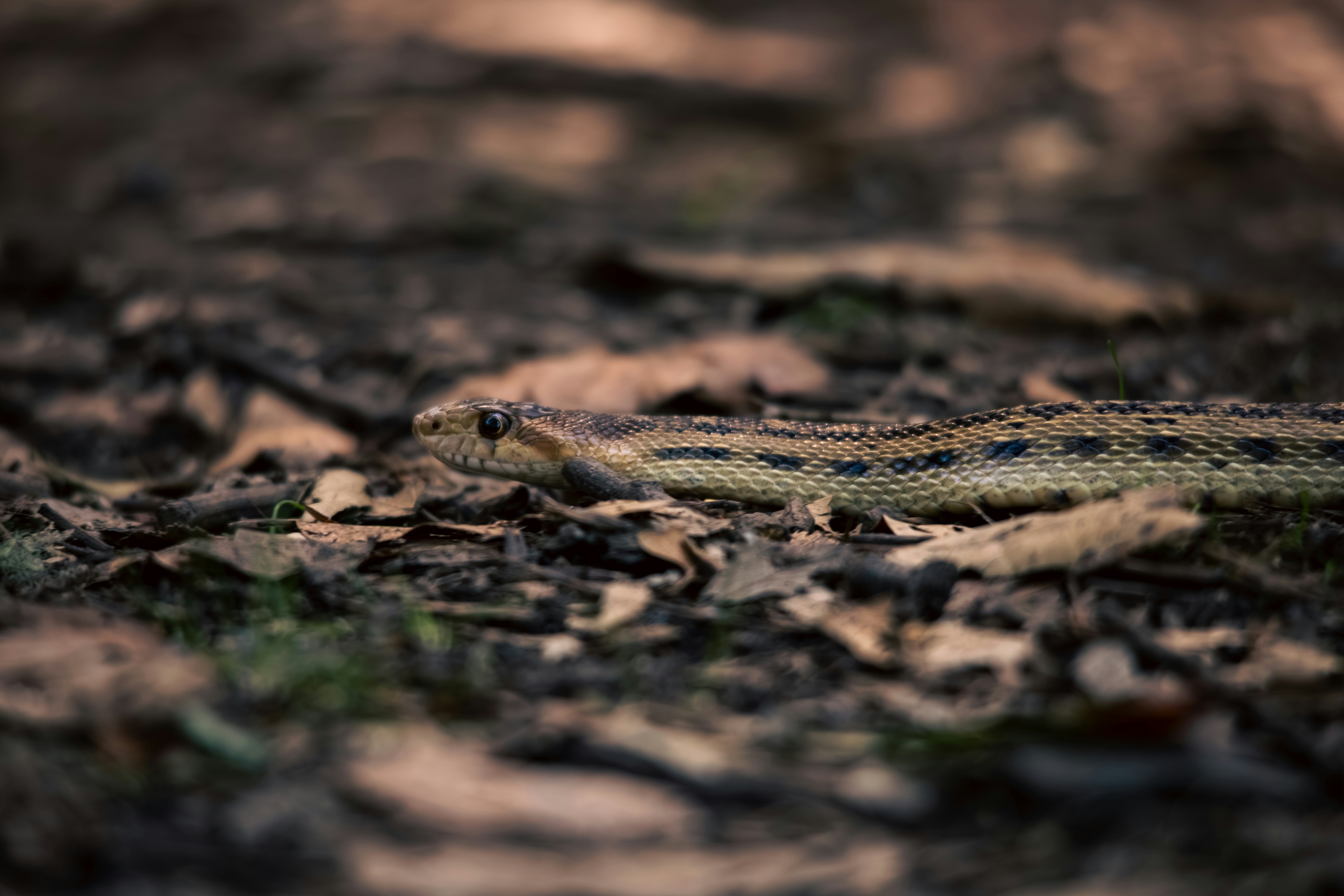 Low-Glare Coil: A Wakeful Snake Sliding Through Fallen Foliage