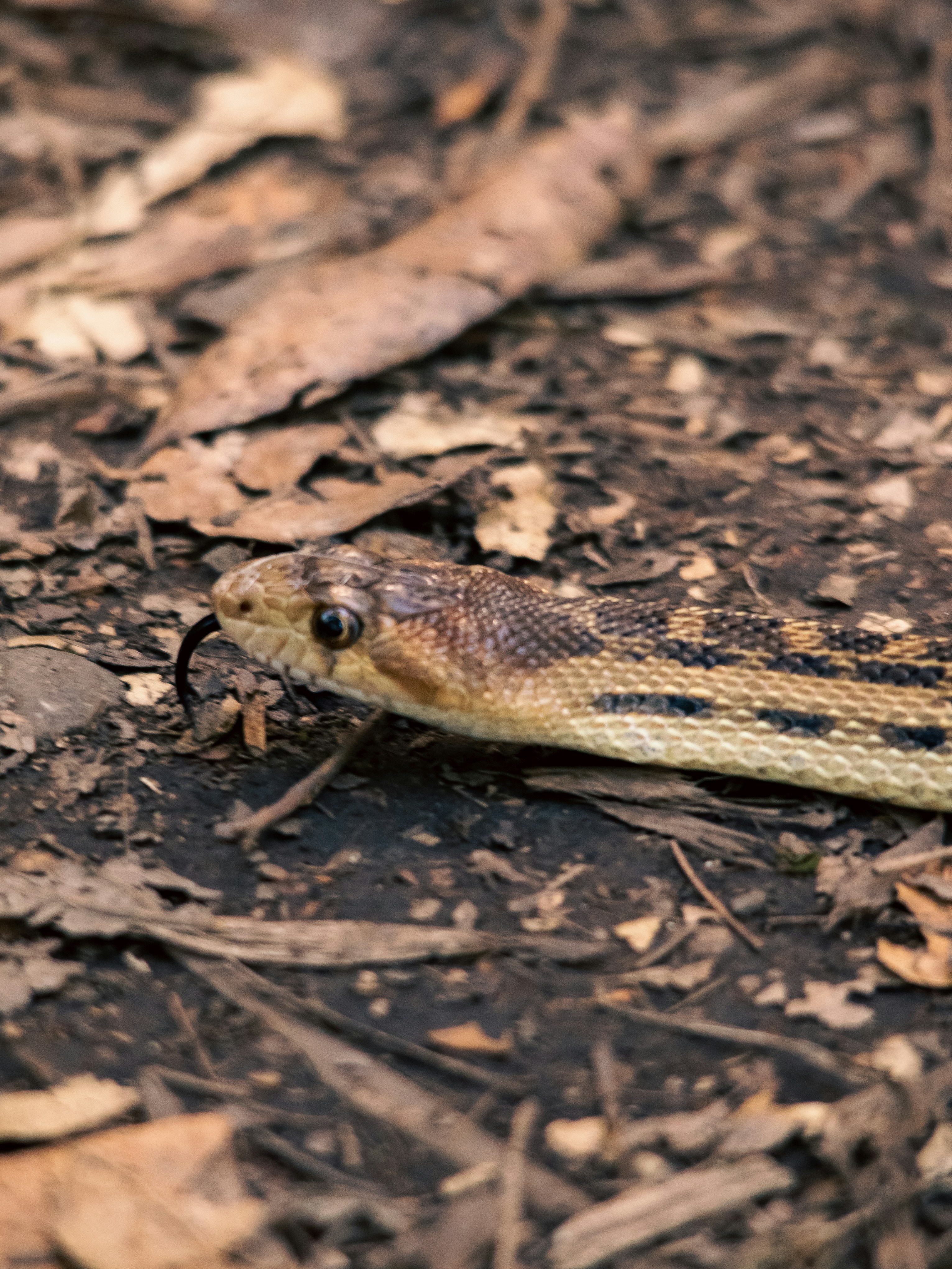 Ground-level Serpent: A Snaking Moment on Leaf-Litter Terrain