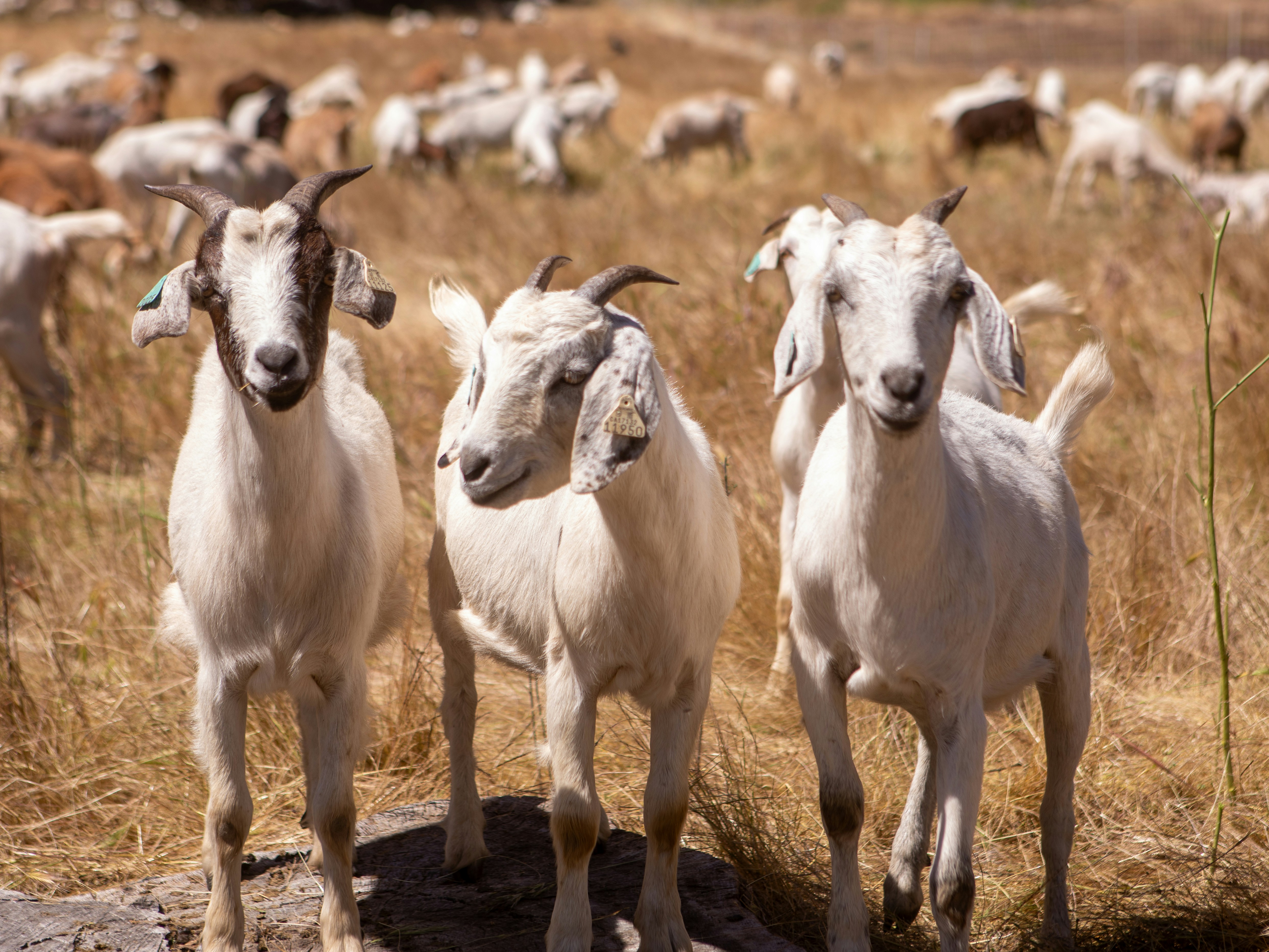 Three White Goats Lead a Herd Across Golden Dry Grass