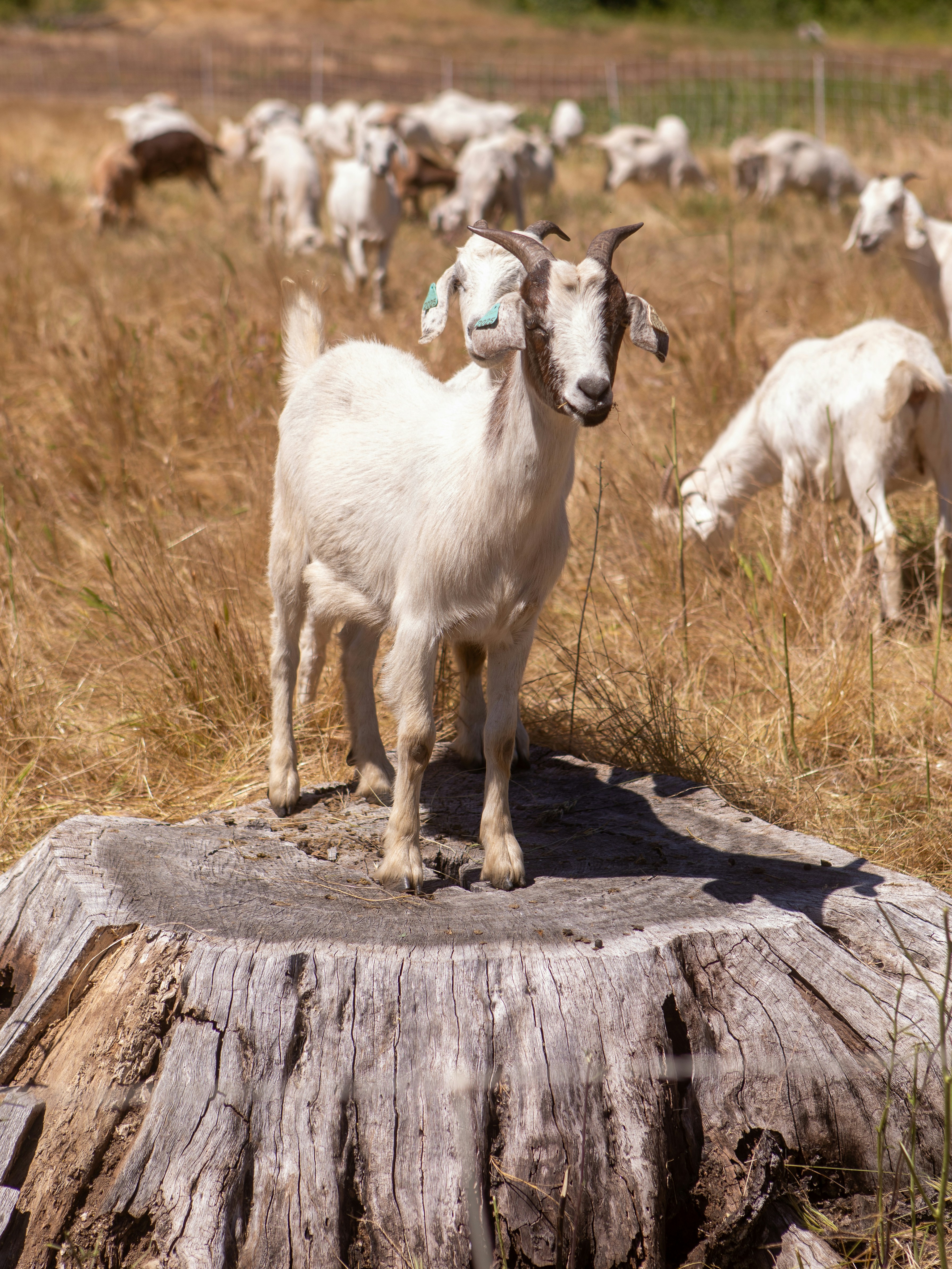 Grazing on the Old Log: A Herd’s Quiet Stance