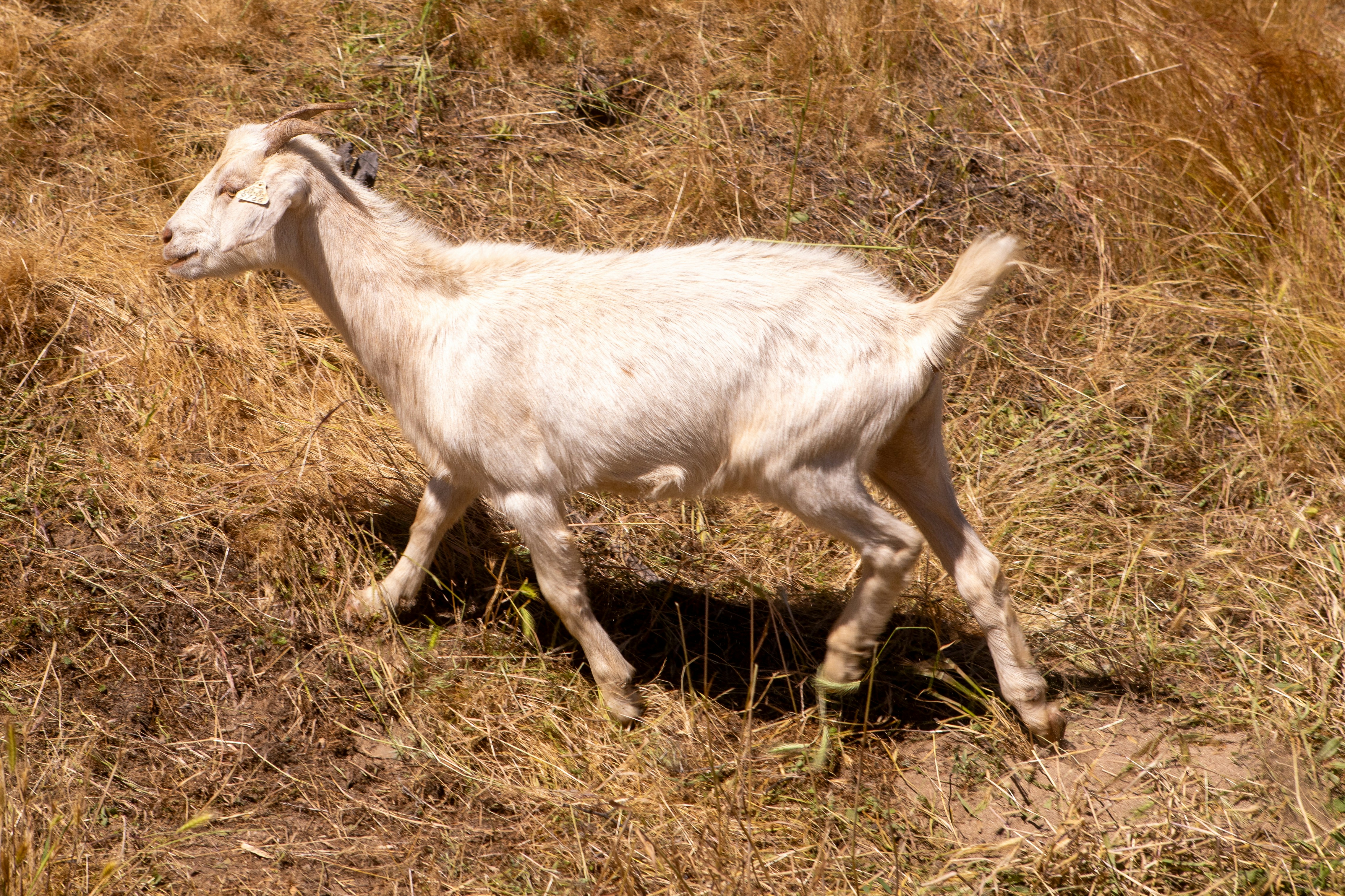 White Goat in Sunlit Dry Grass