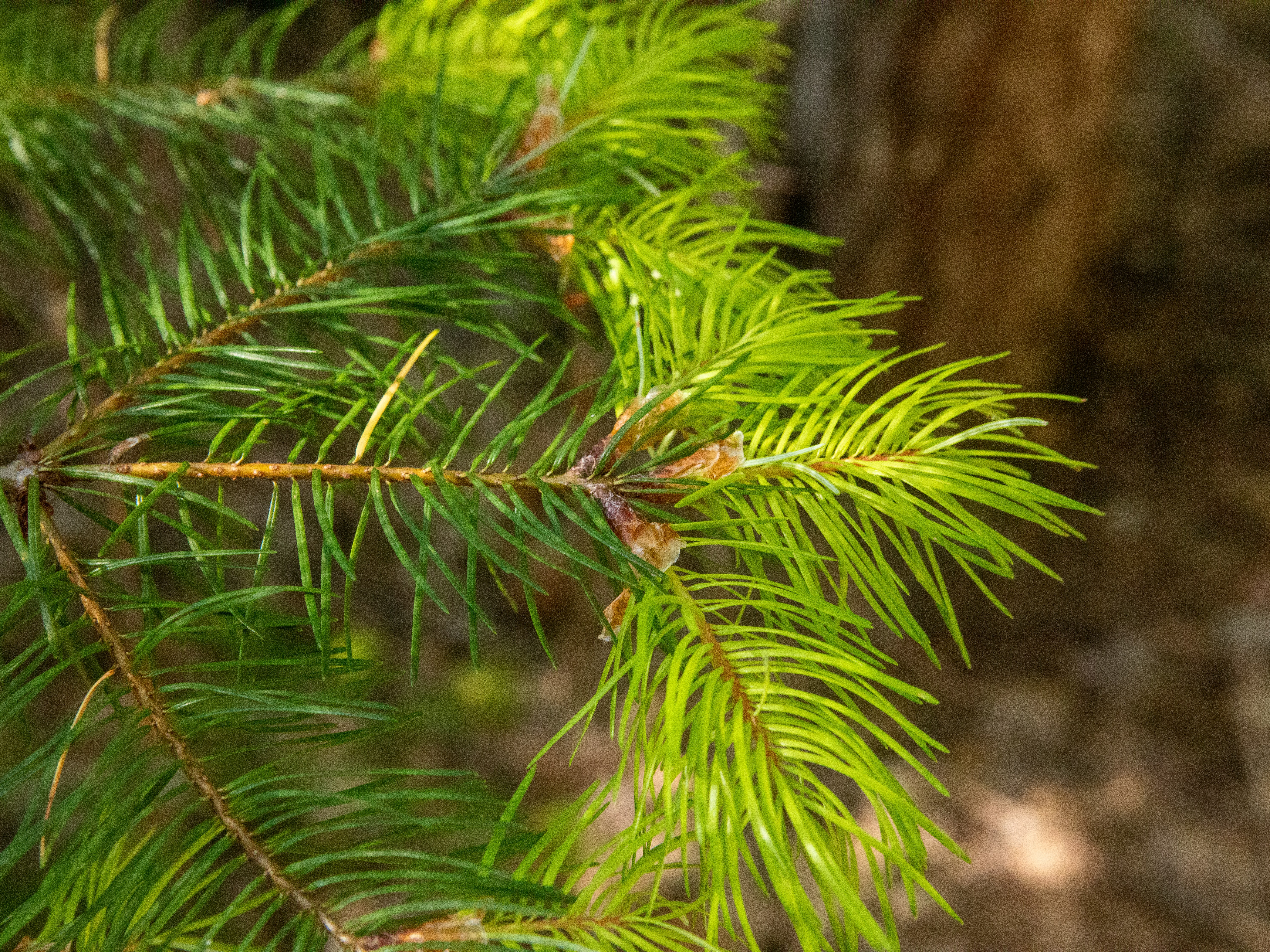 Verdant Needle: Fresh Sprig of Pine Fronds in a Quiet Forest Glade