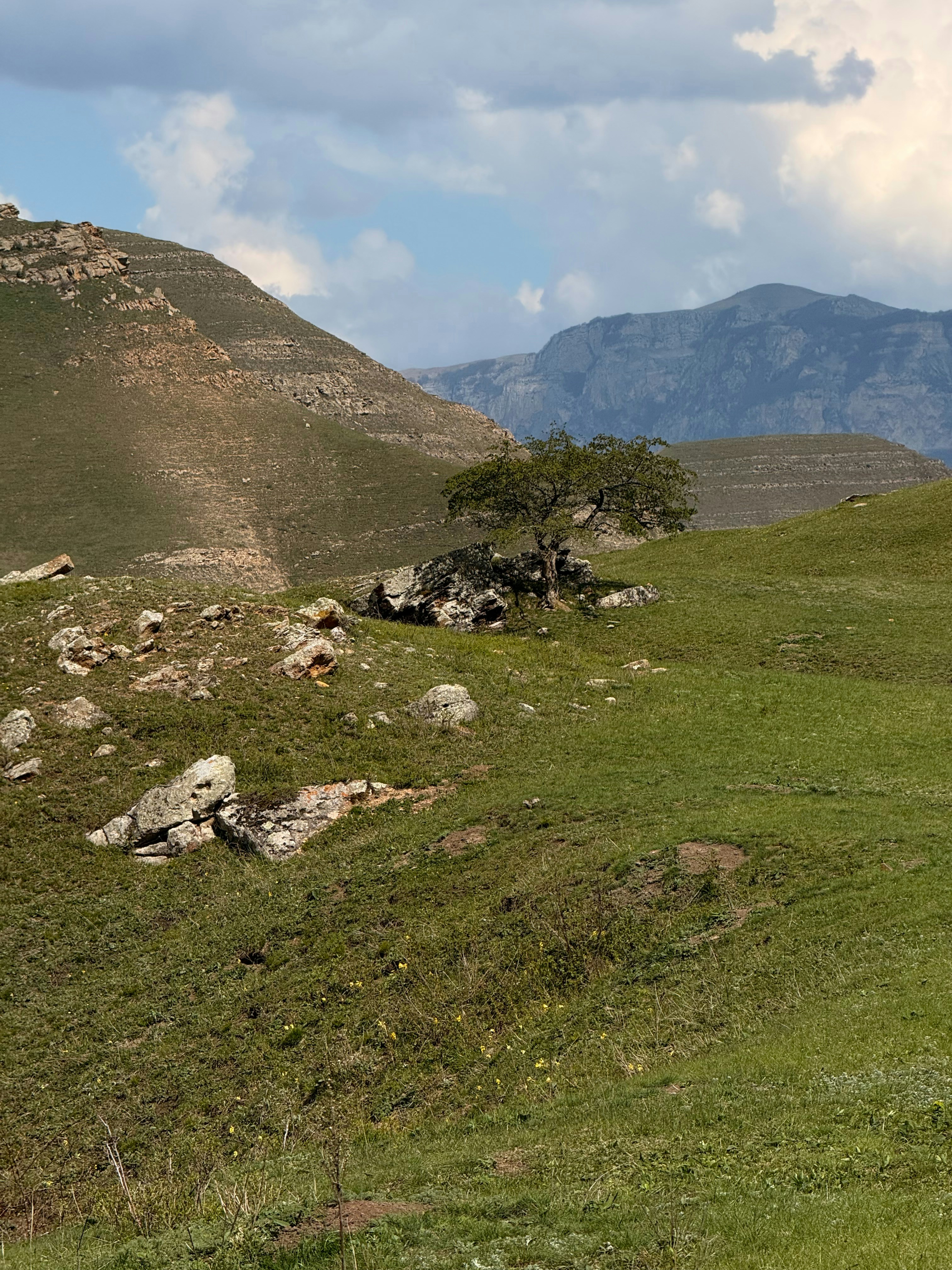 Gnarled Tree on a Hillside Under Expansive Sky