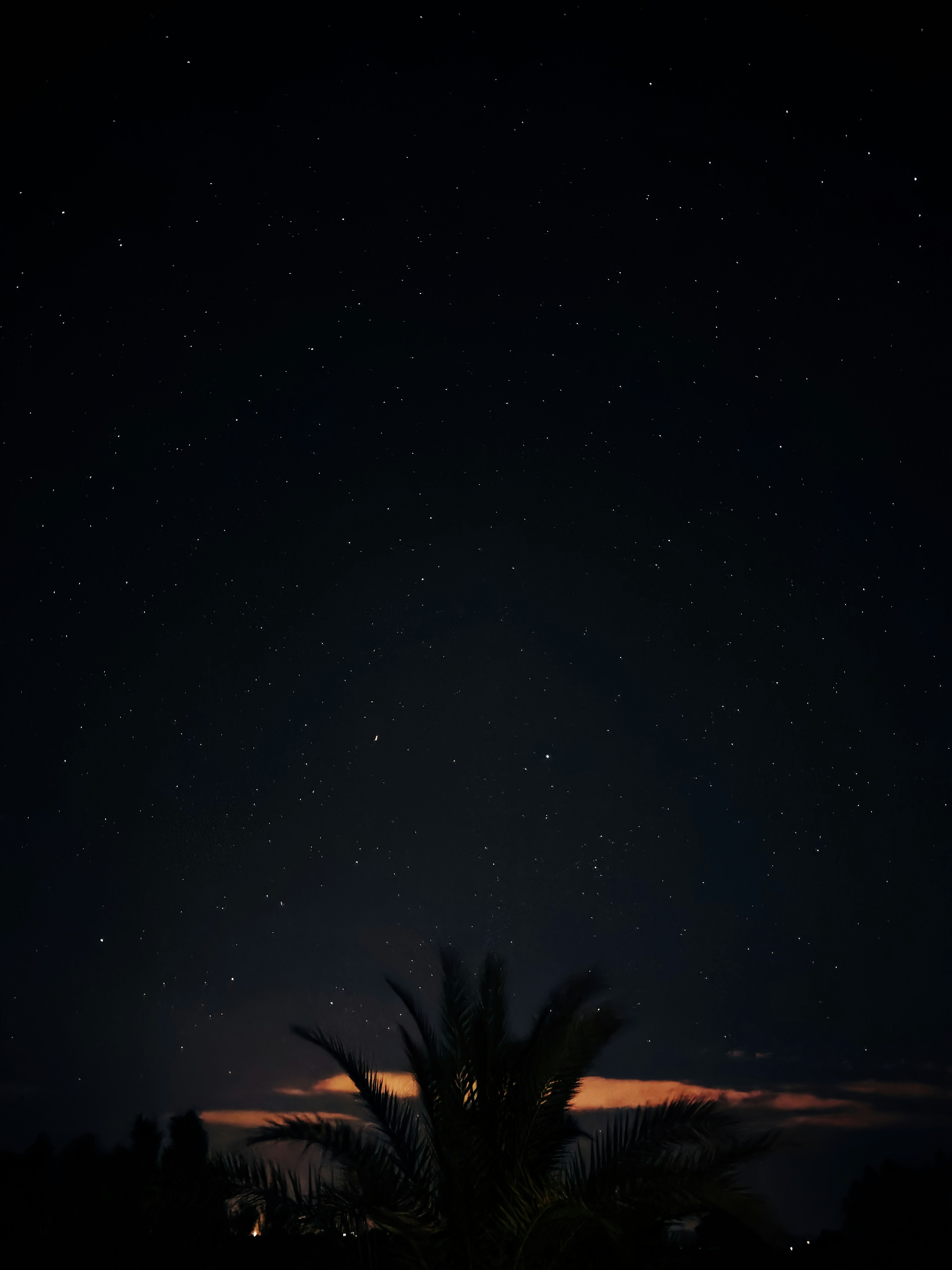 Stellar Curtain: Palm Silhouettes Beneath a Star-Spattered Night