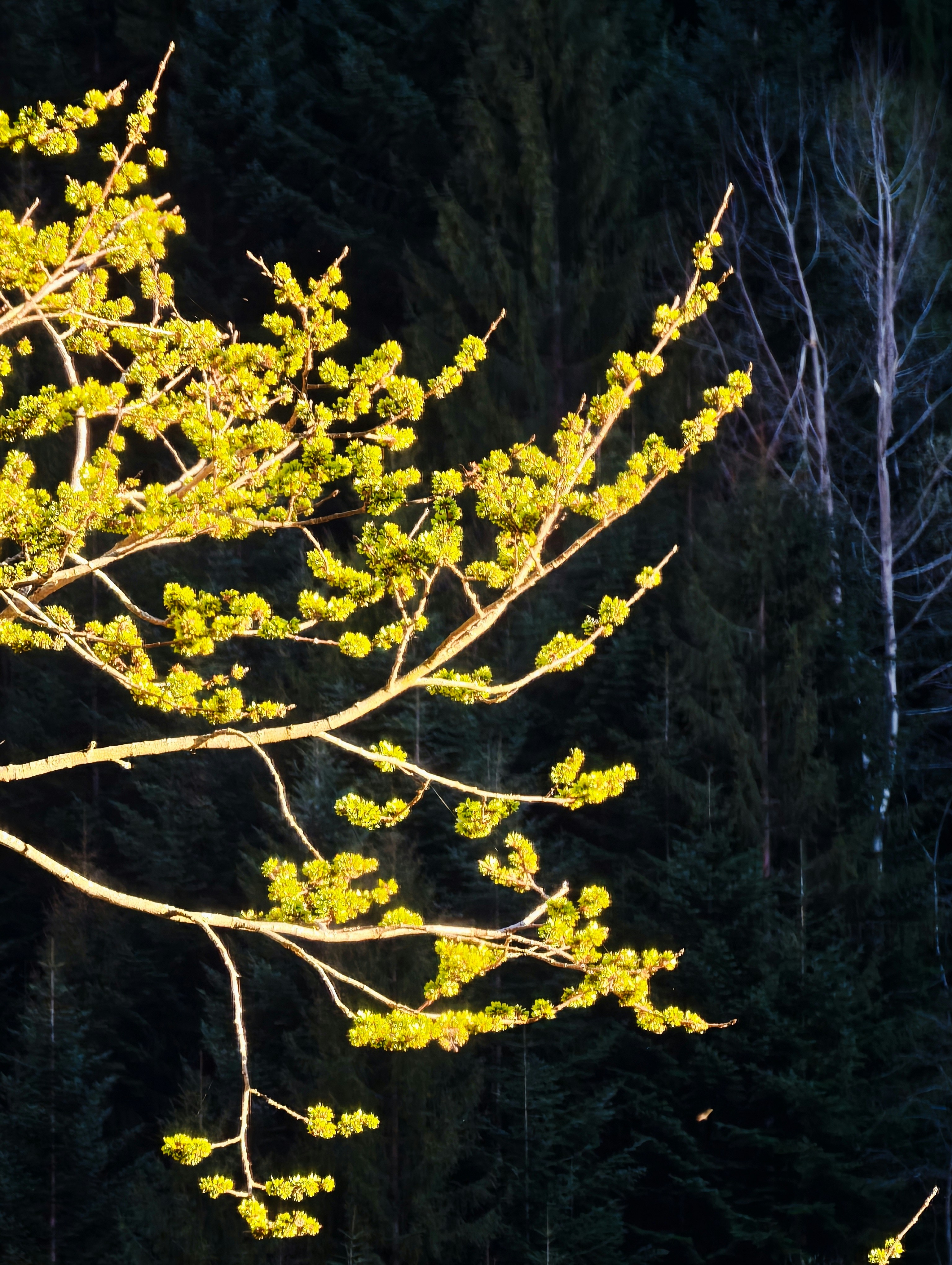 Emerald Spring Boughs Against a Quiet Conifer Backdrop