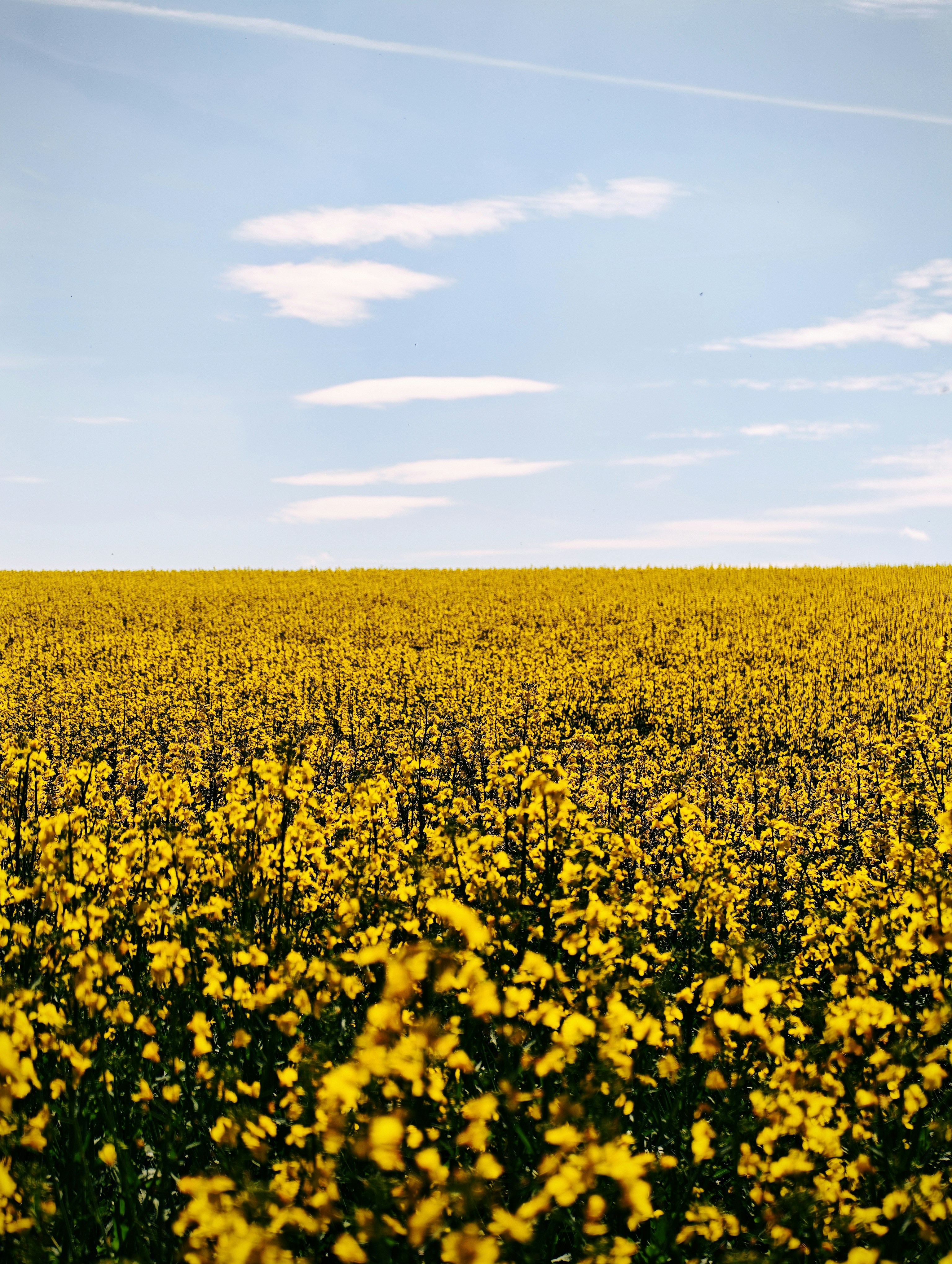 Field of Canaries: A Sea of Golden Canola under a Quiet Sky