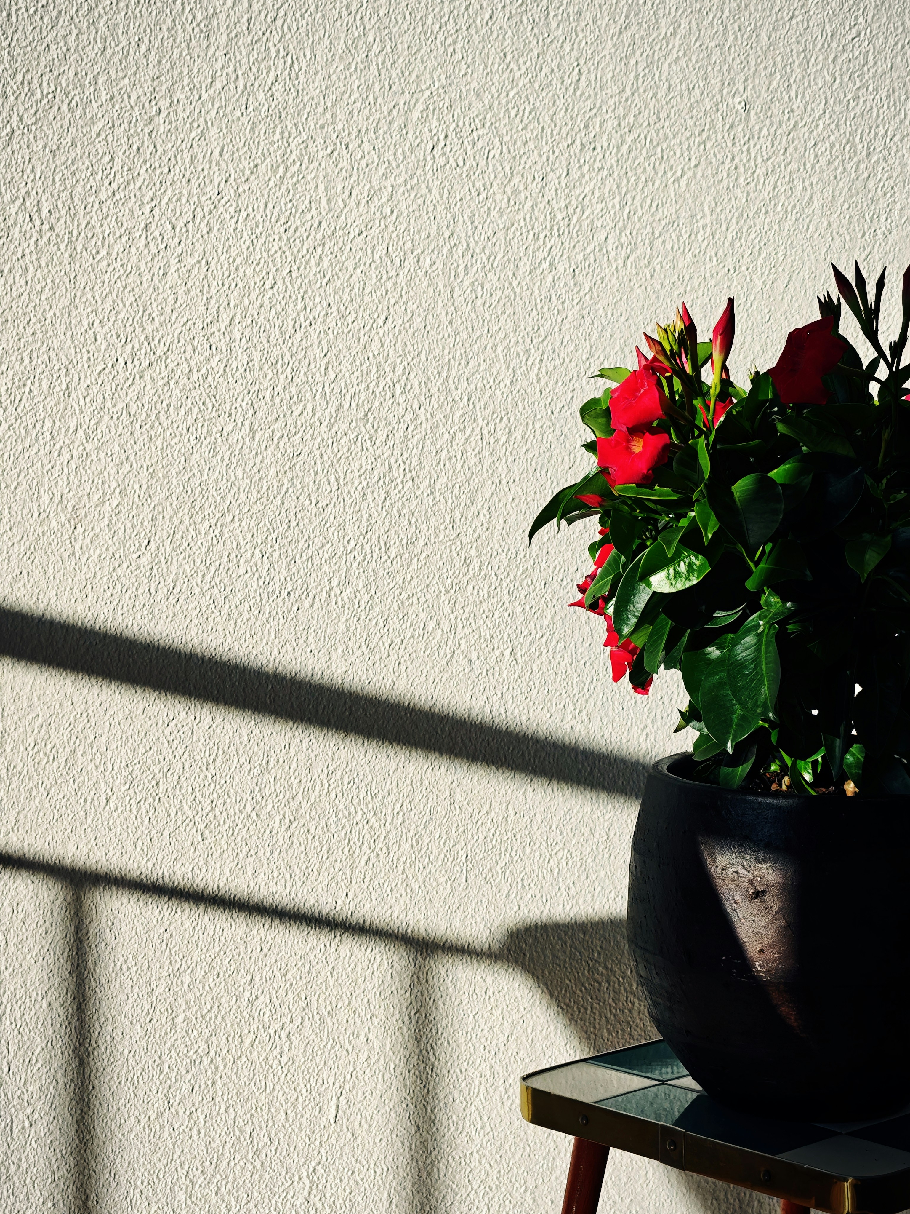 Sunlit Hibiscus on a Quiet Balcony