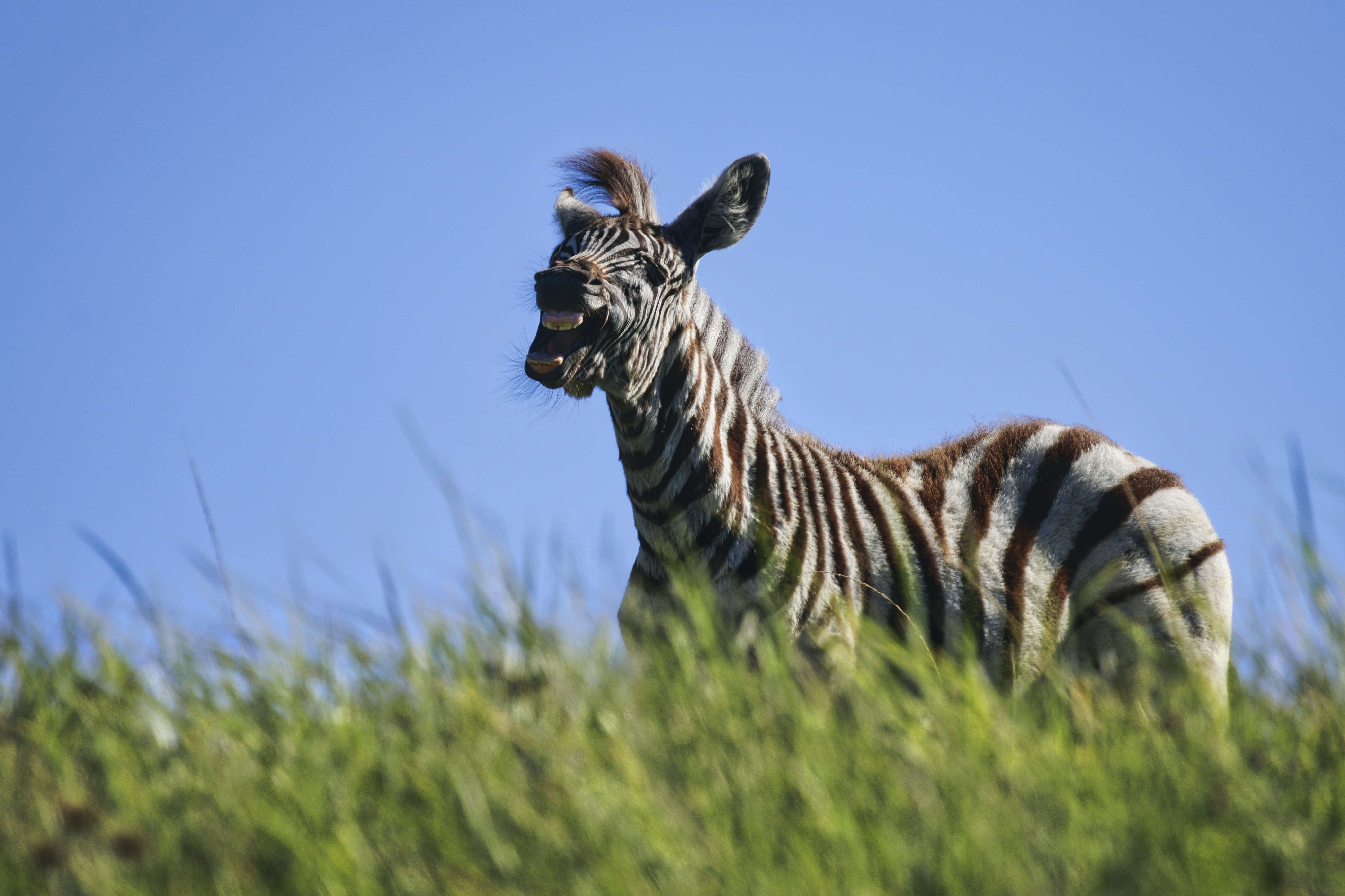 A zebra braying in green grass against a blue sky.