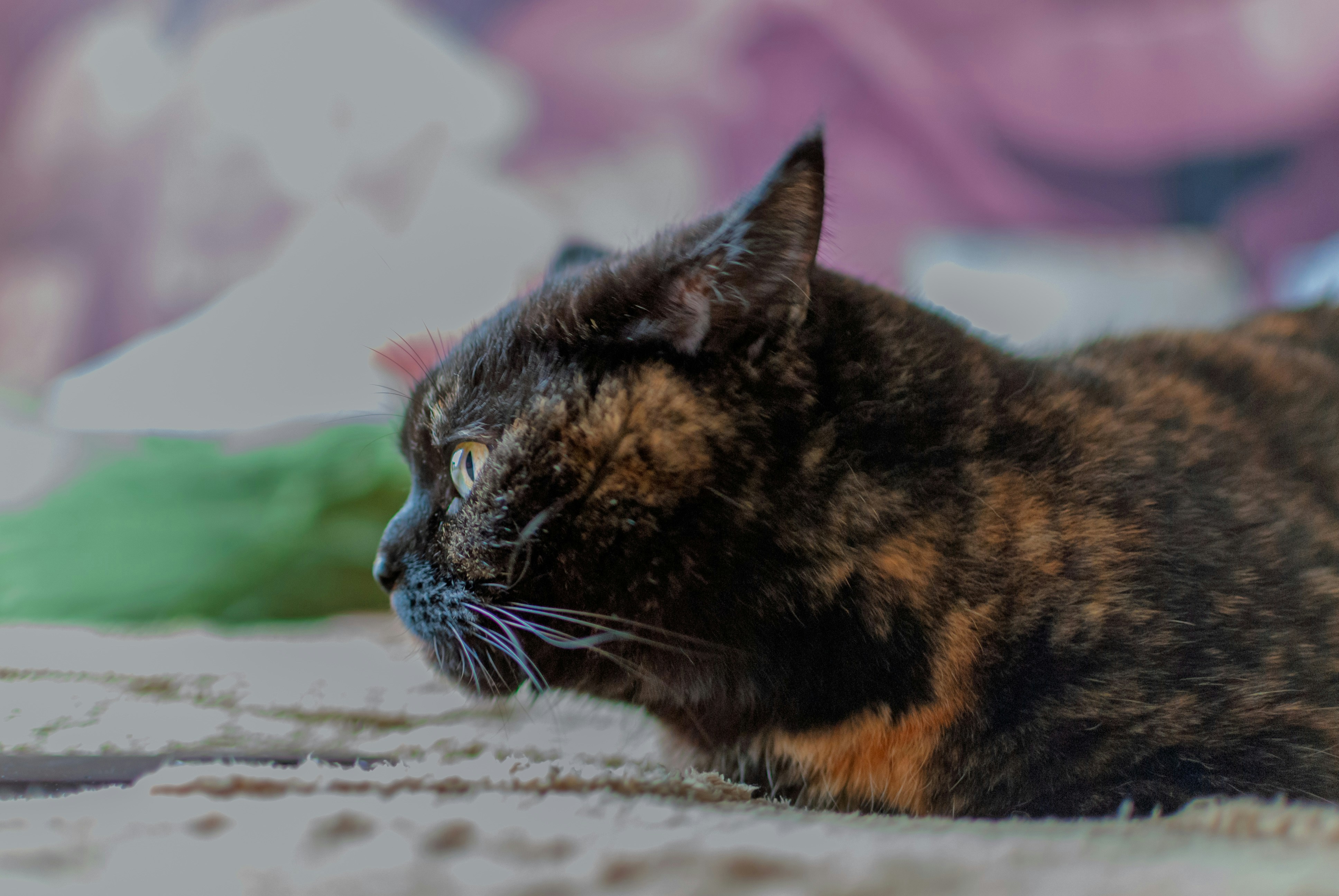 Low-Profile Focus: A Calico Cat Stilled in a Quiet Moment