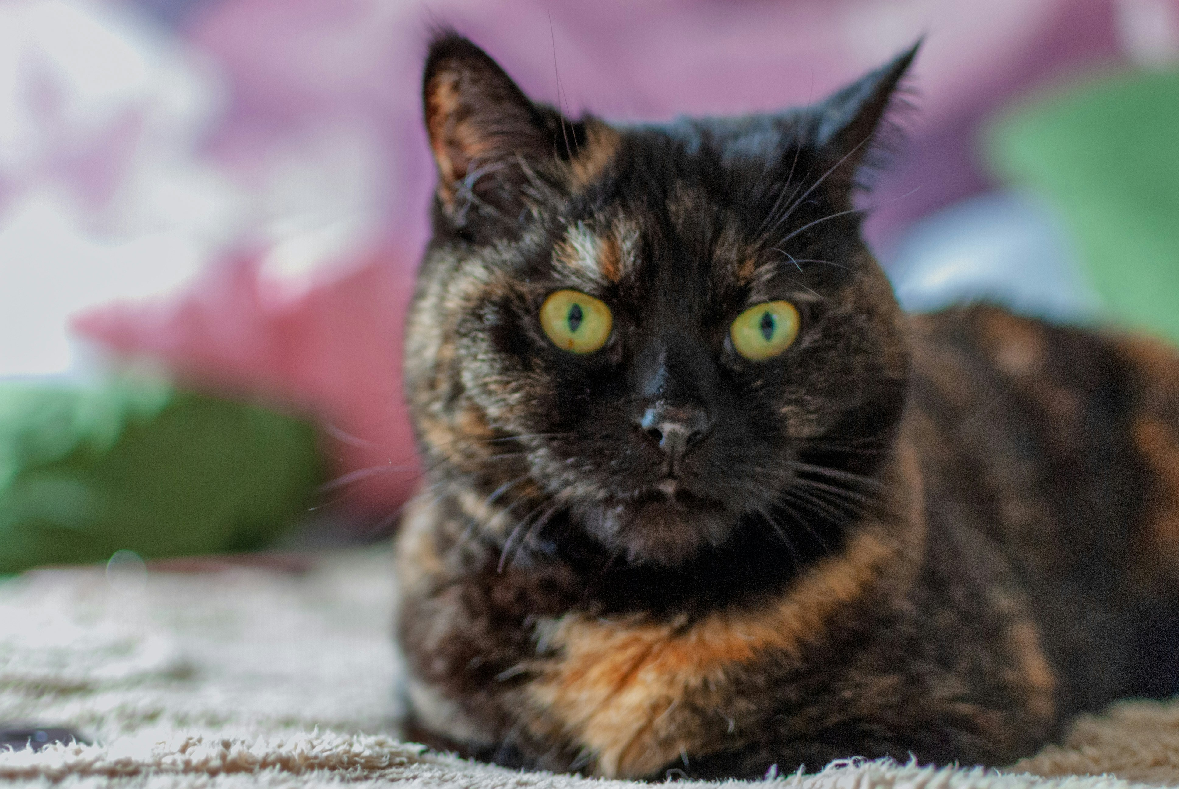 Orange-tinged Calico Gaze: The Cat's Focus in Soft Light