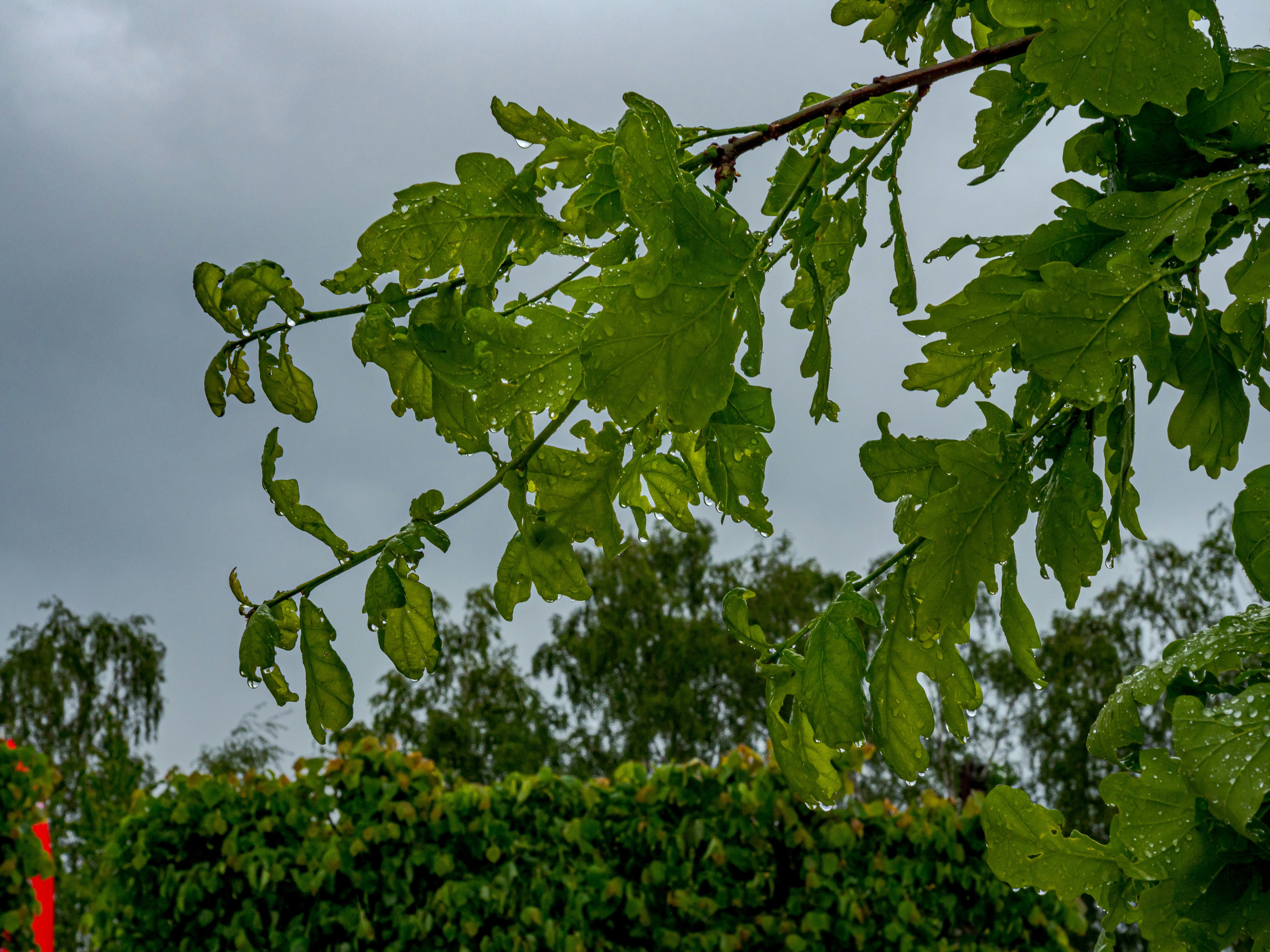 Overhanging Carved Greens: Leaves Against a Cloudy Sky
