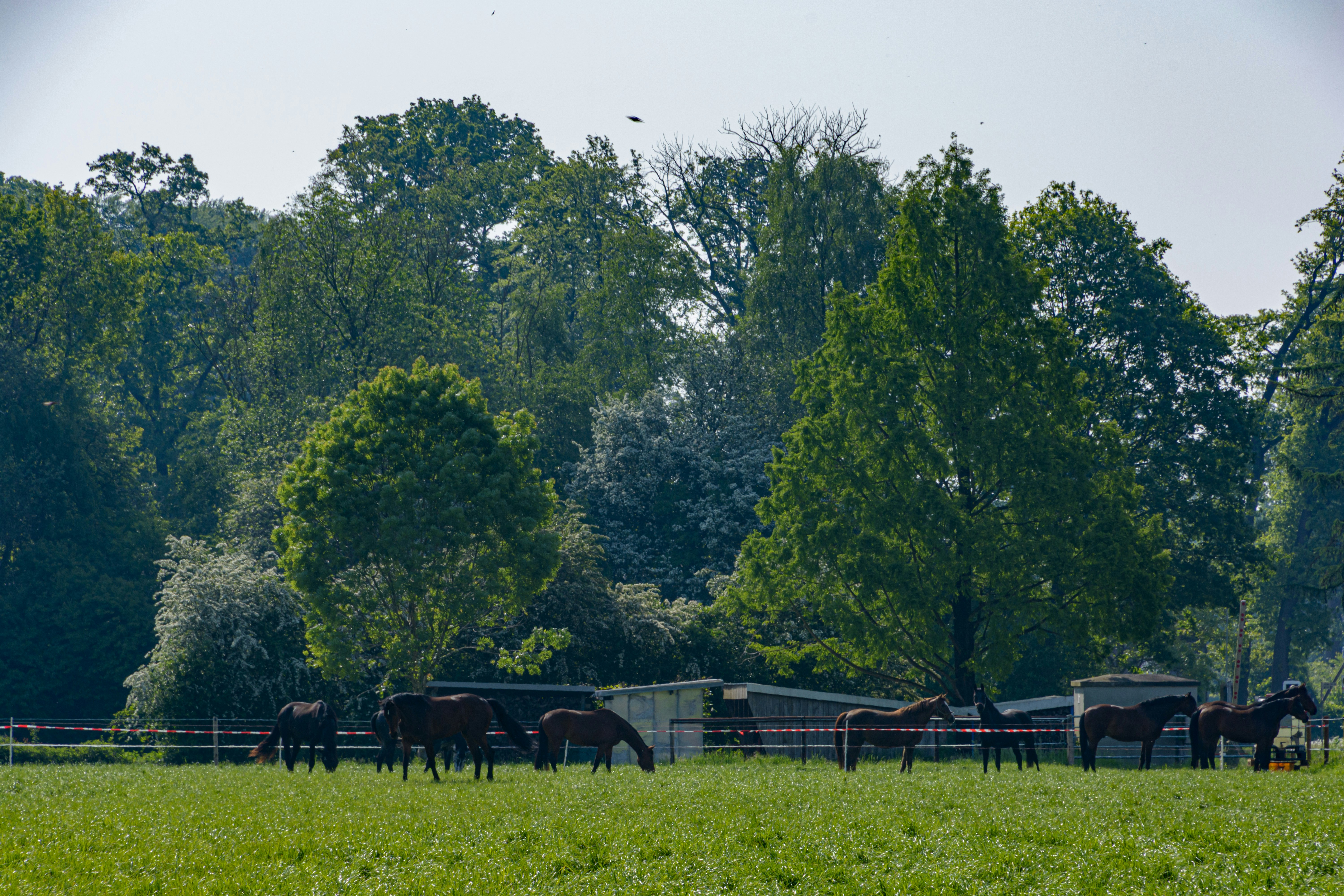 Pasture Quiet: Horses Grazing Beneath a Canopy of Spring Trees