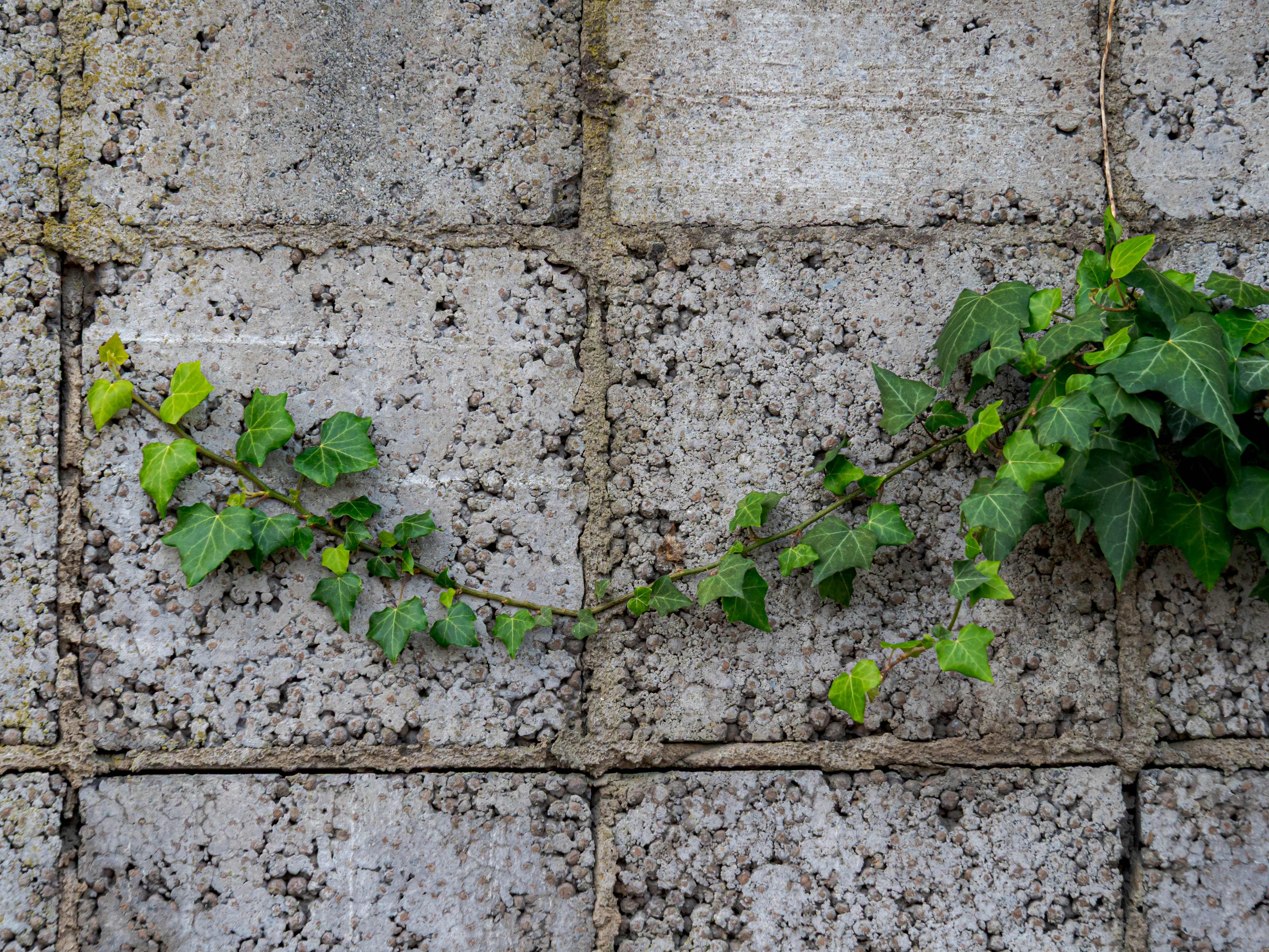 Ivy Veil over a Stony Wall