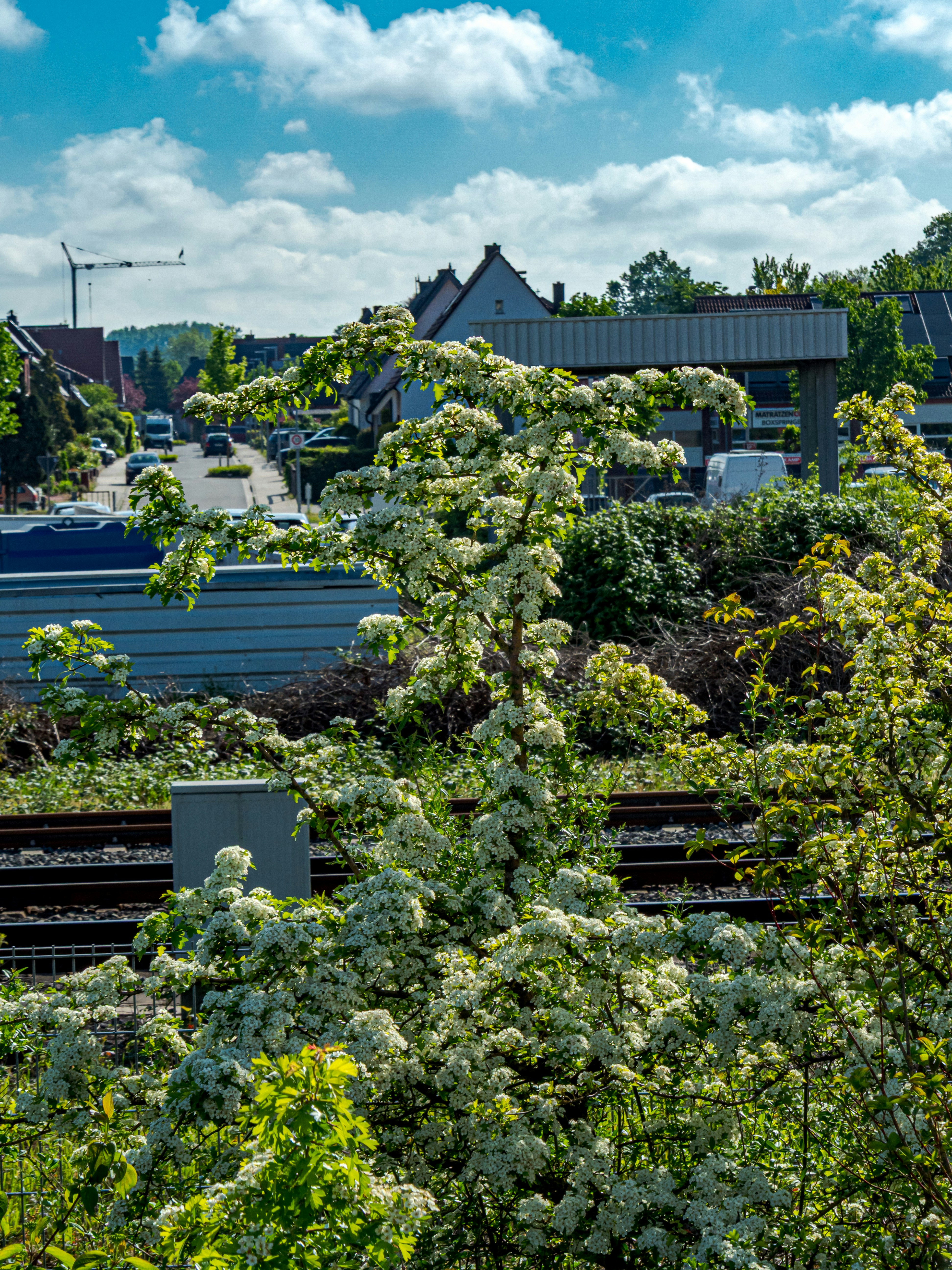 Urban Rails in Bloom: A Quiet Street Framed by Flourishing White Blossoms