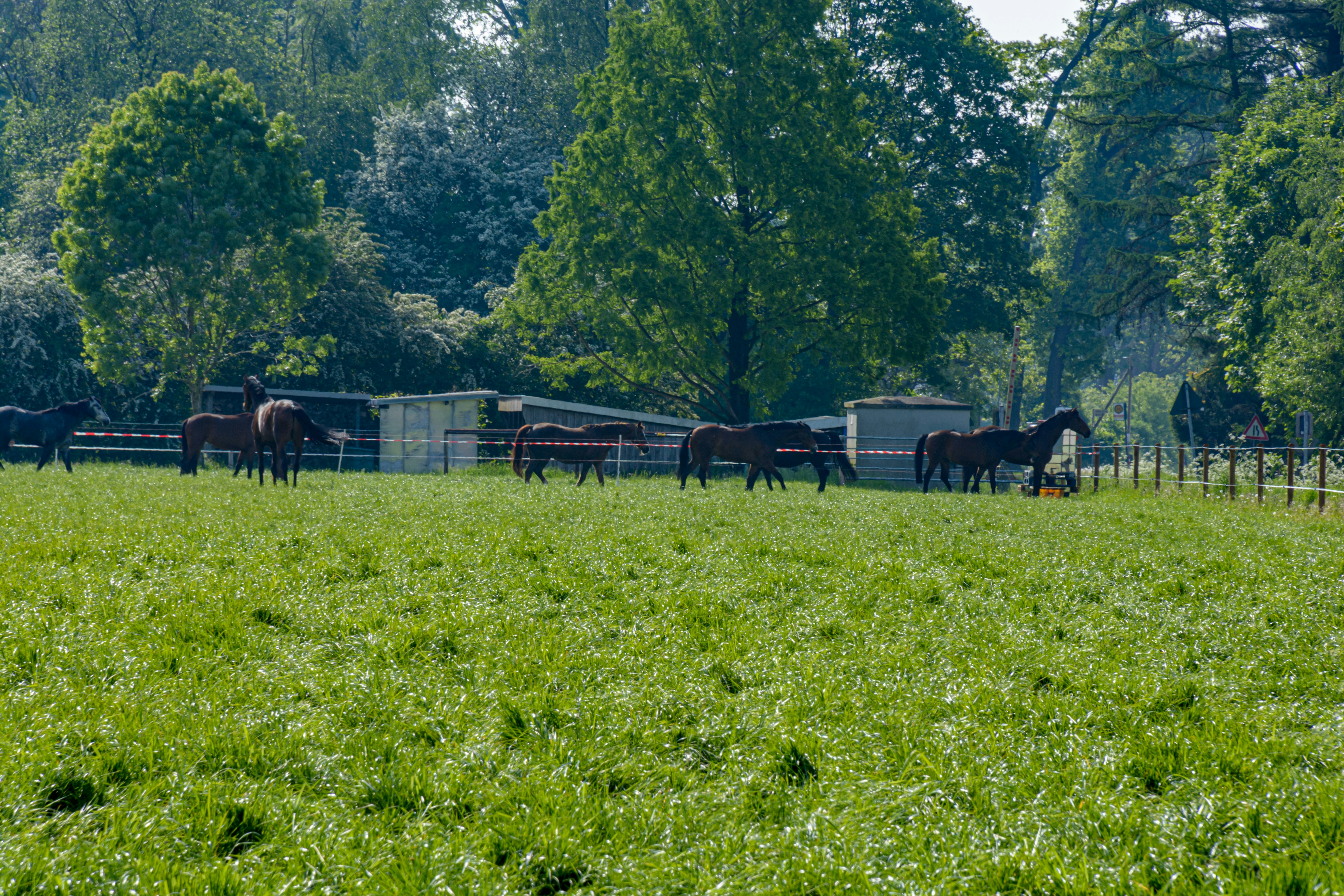 Herd at Dappled Field Under Dawn Light