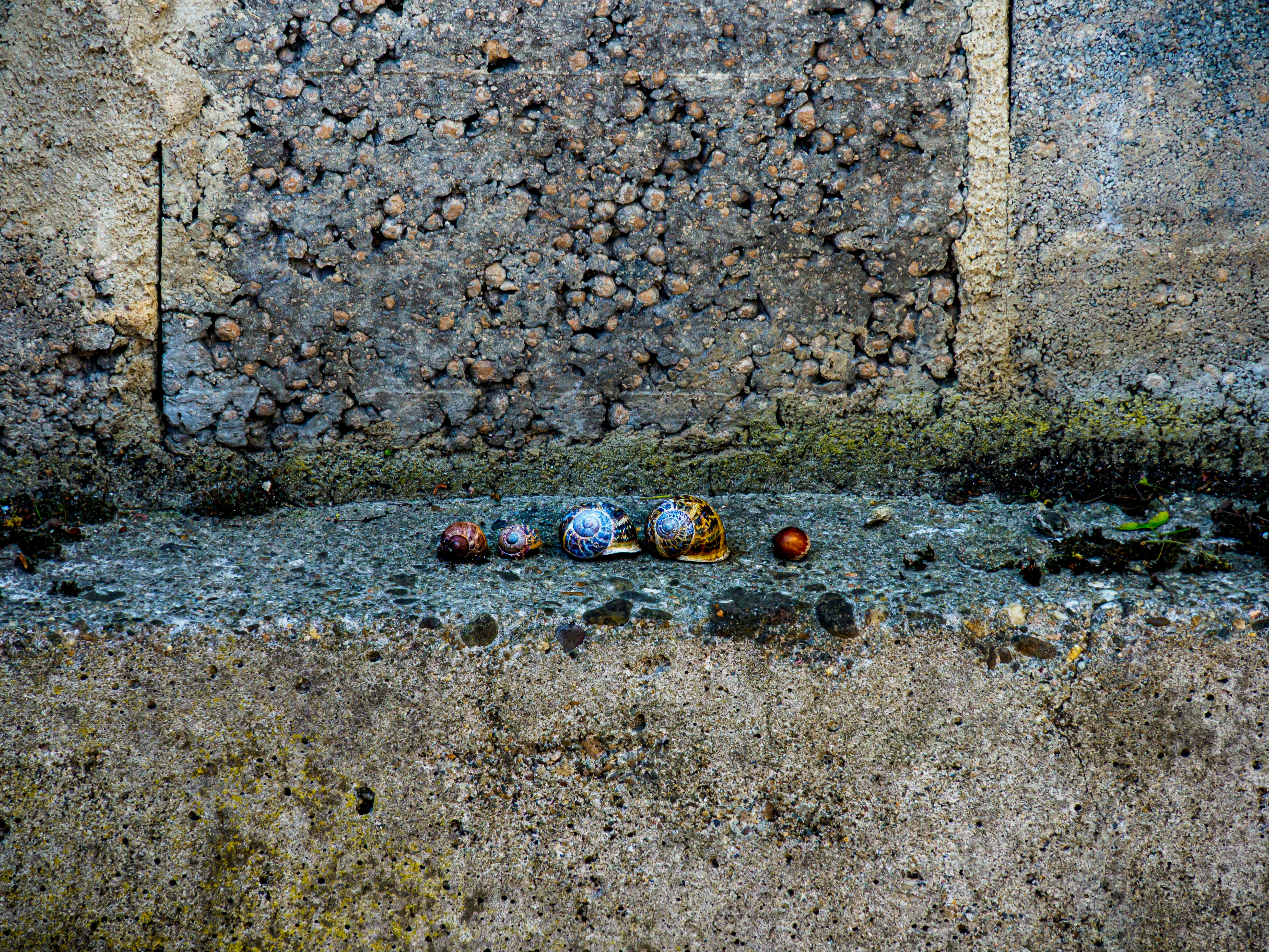 Line of tiny marbles on a mossy curb against a textured wall