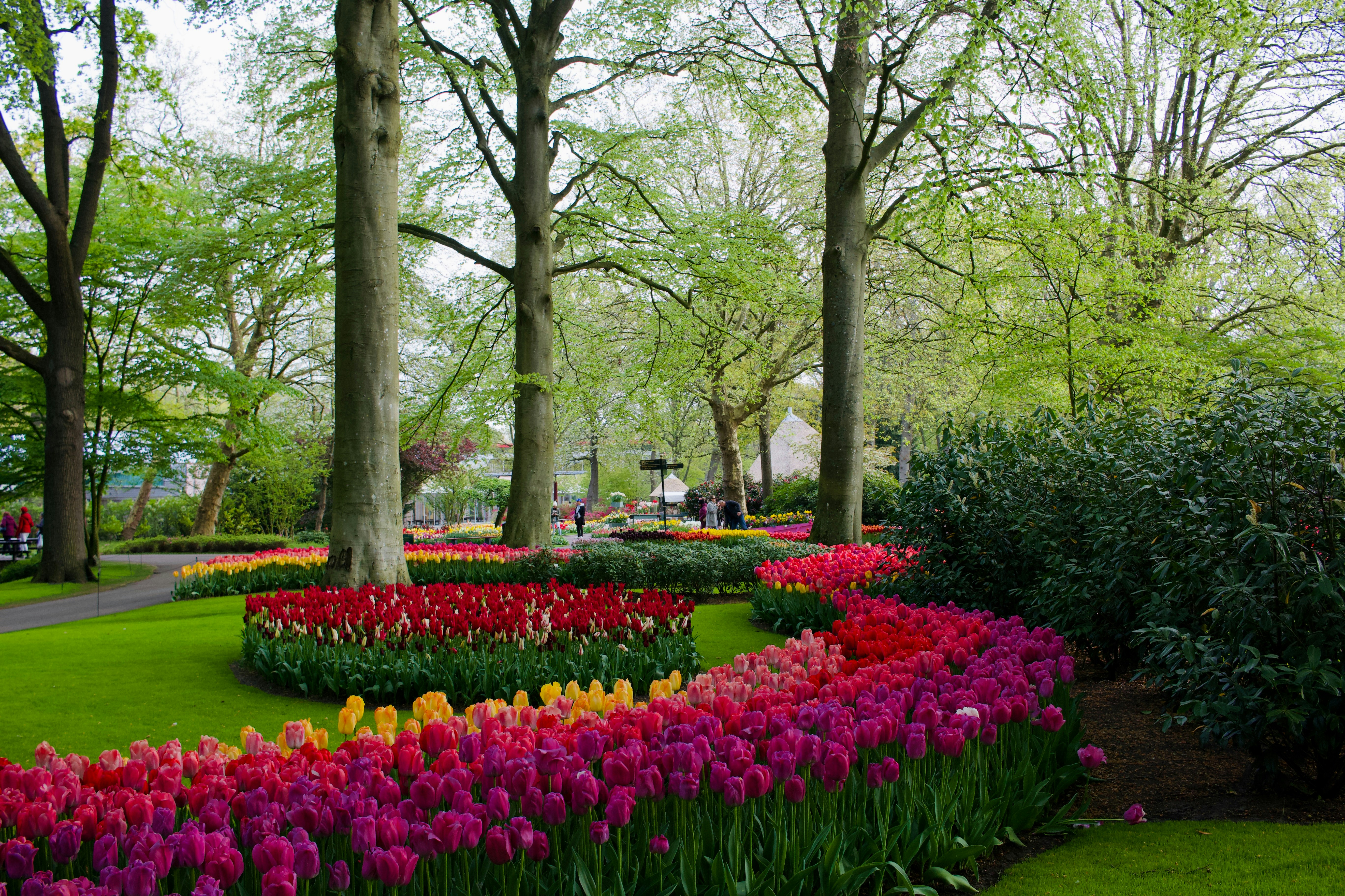 Ribbon of Tulips: A Corridor of Color in the Park