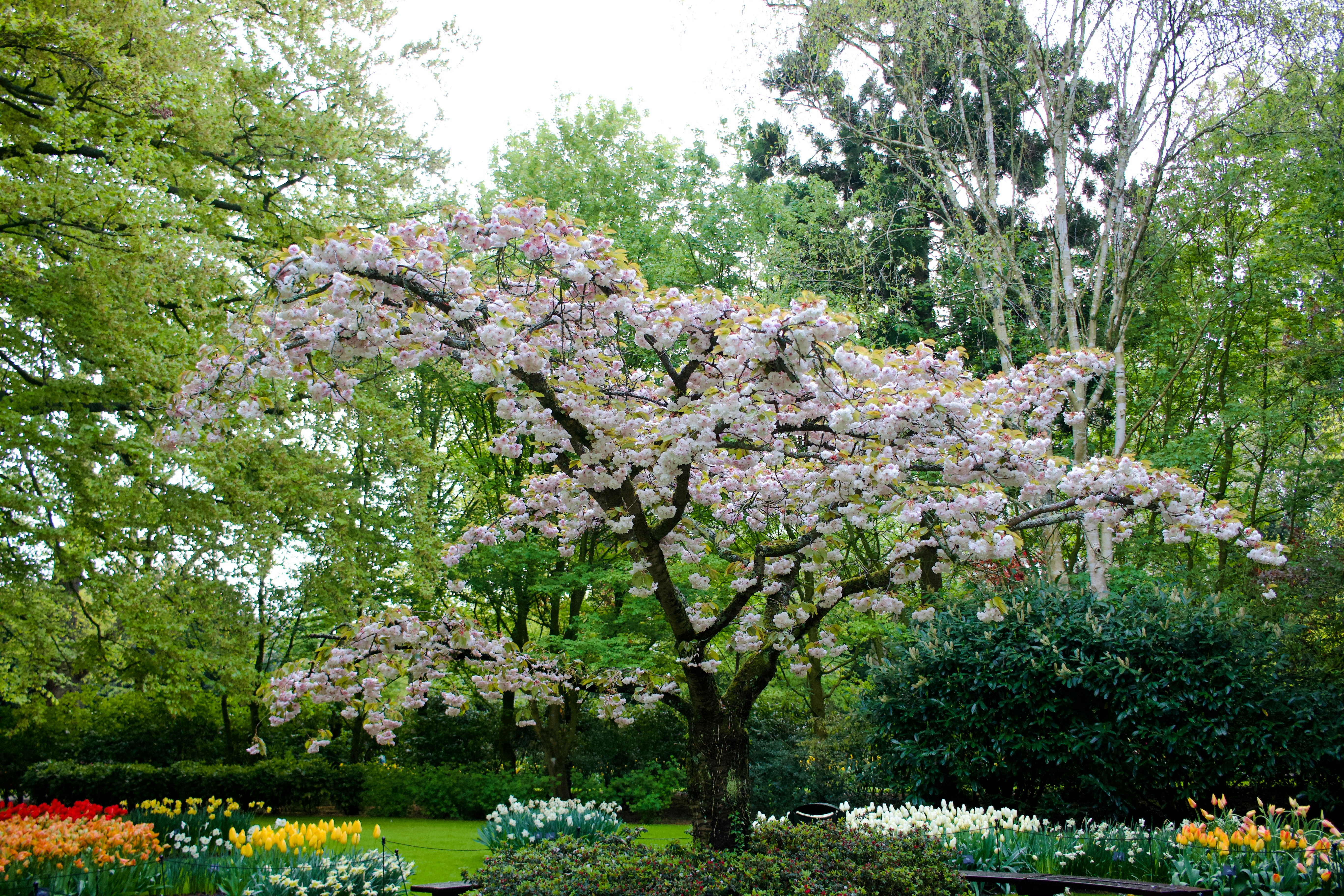 Blossoming Arboreal Arch in a Quiet Garden