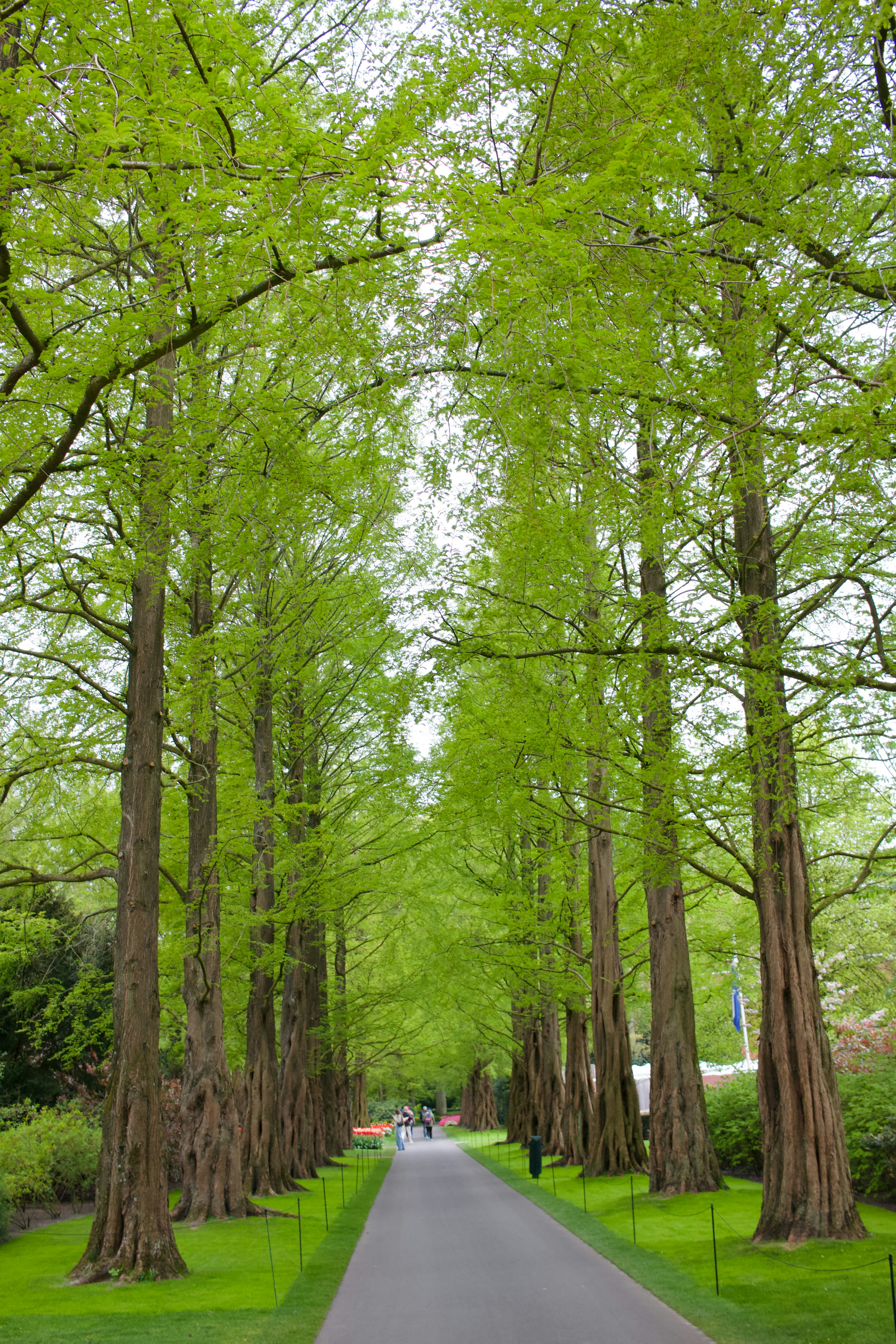 Green Cathedral Avenue: A Tree-Lined Path Framed by Dawn-Bright Canopy