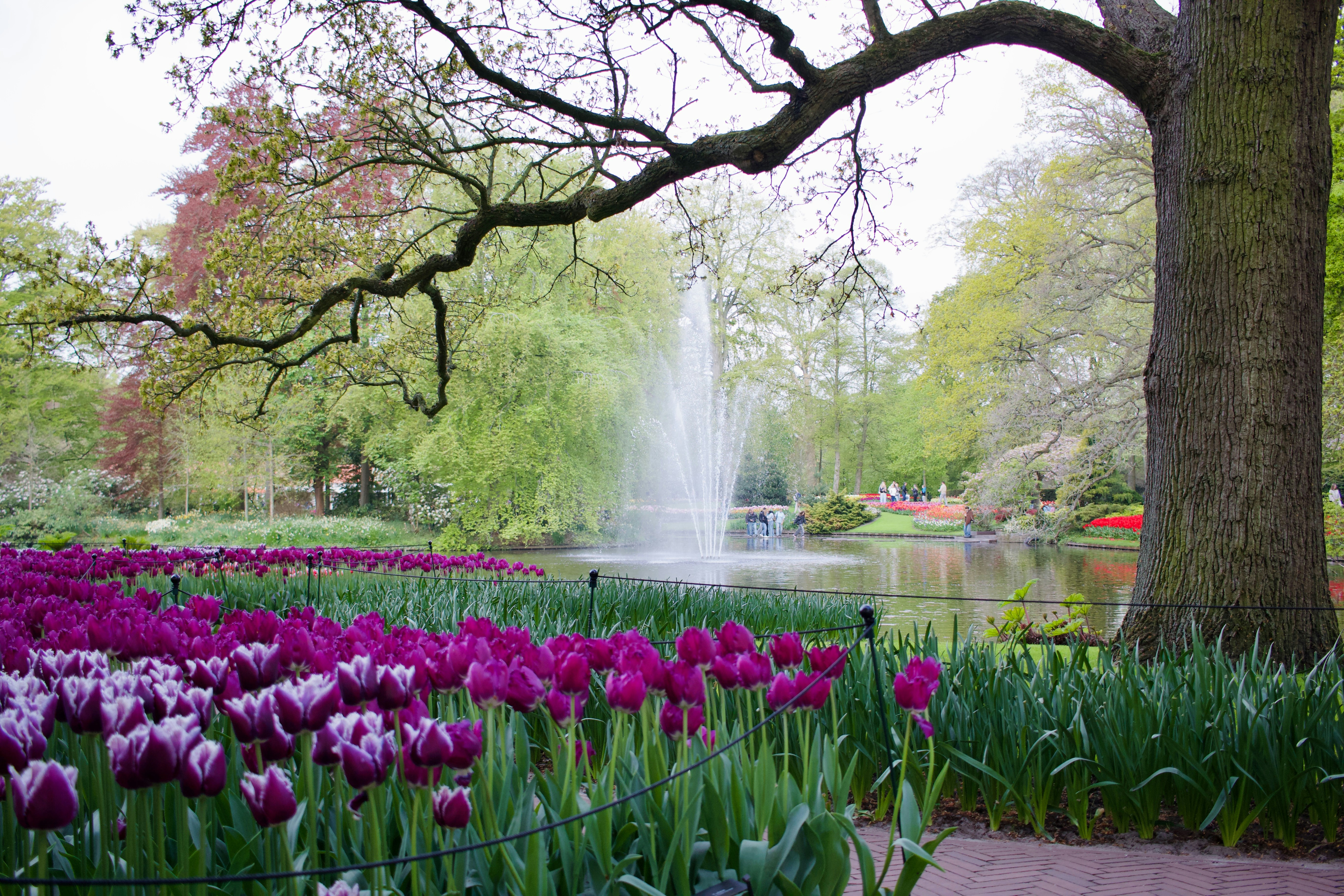 Tulip carpet by the lake: a spring fountain scene