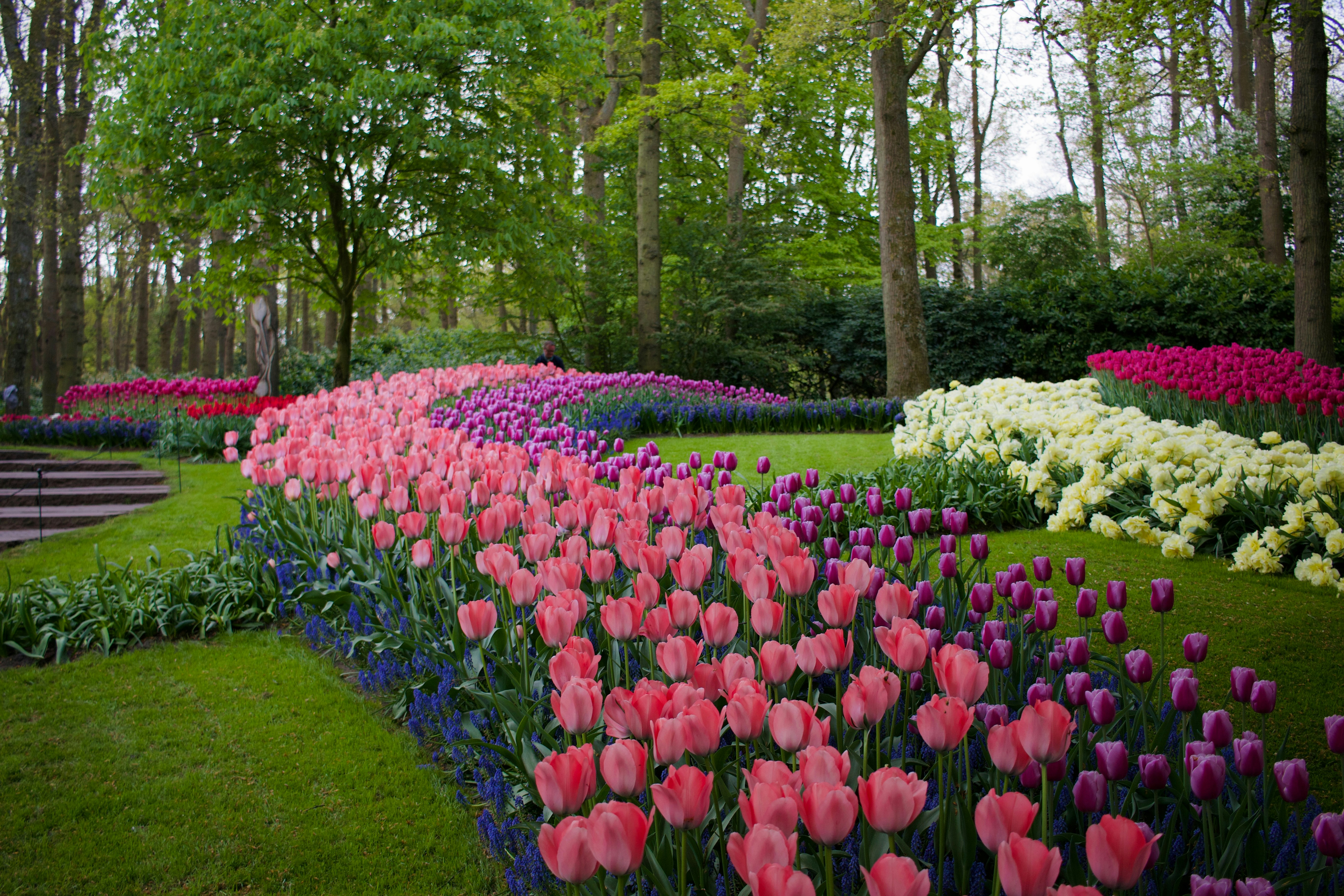 Rows of Pink Tulips Lead the Garden into Light