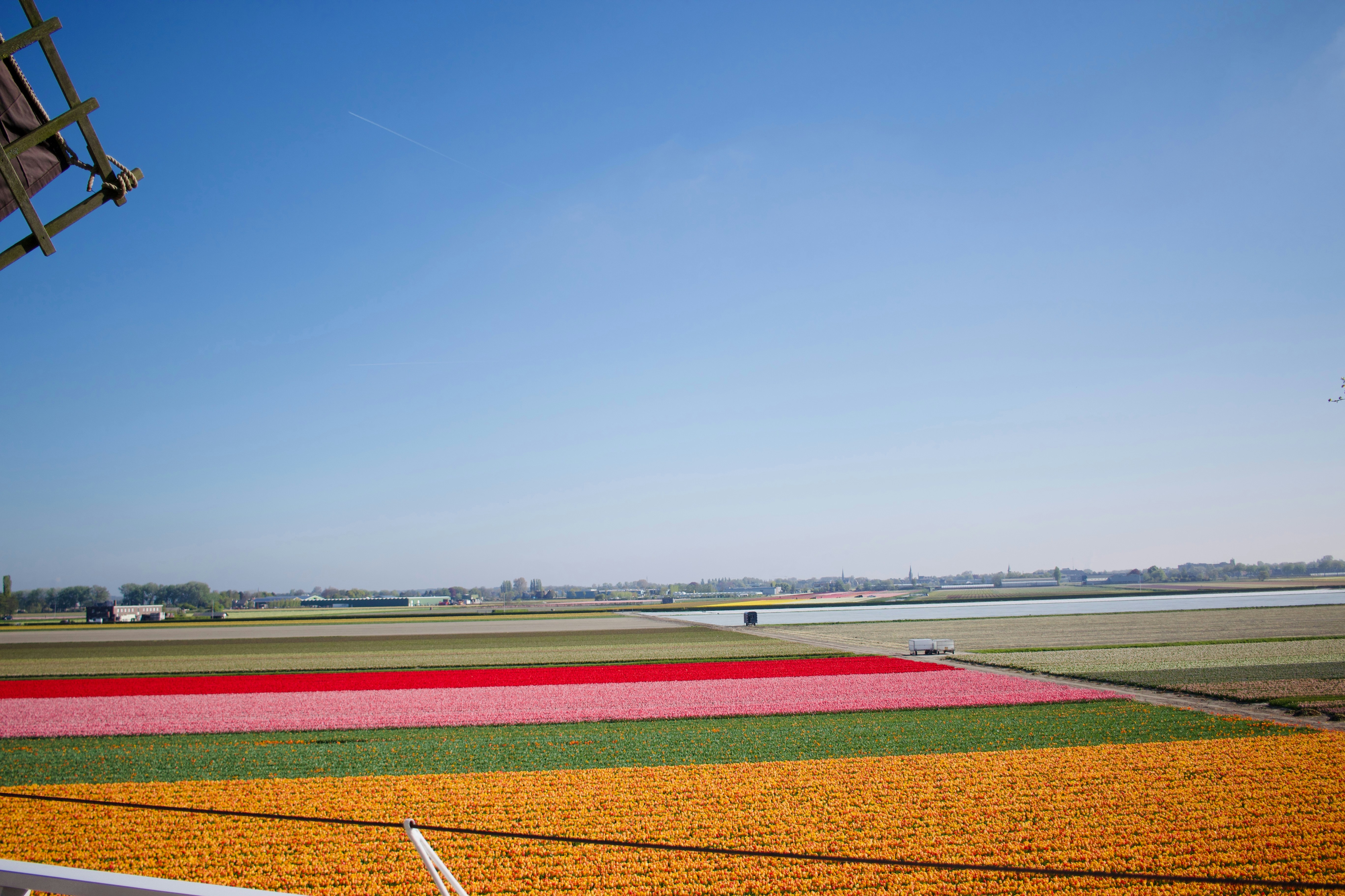Vast Tulip Fields Under a Clear Sky