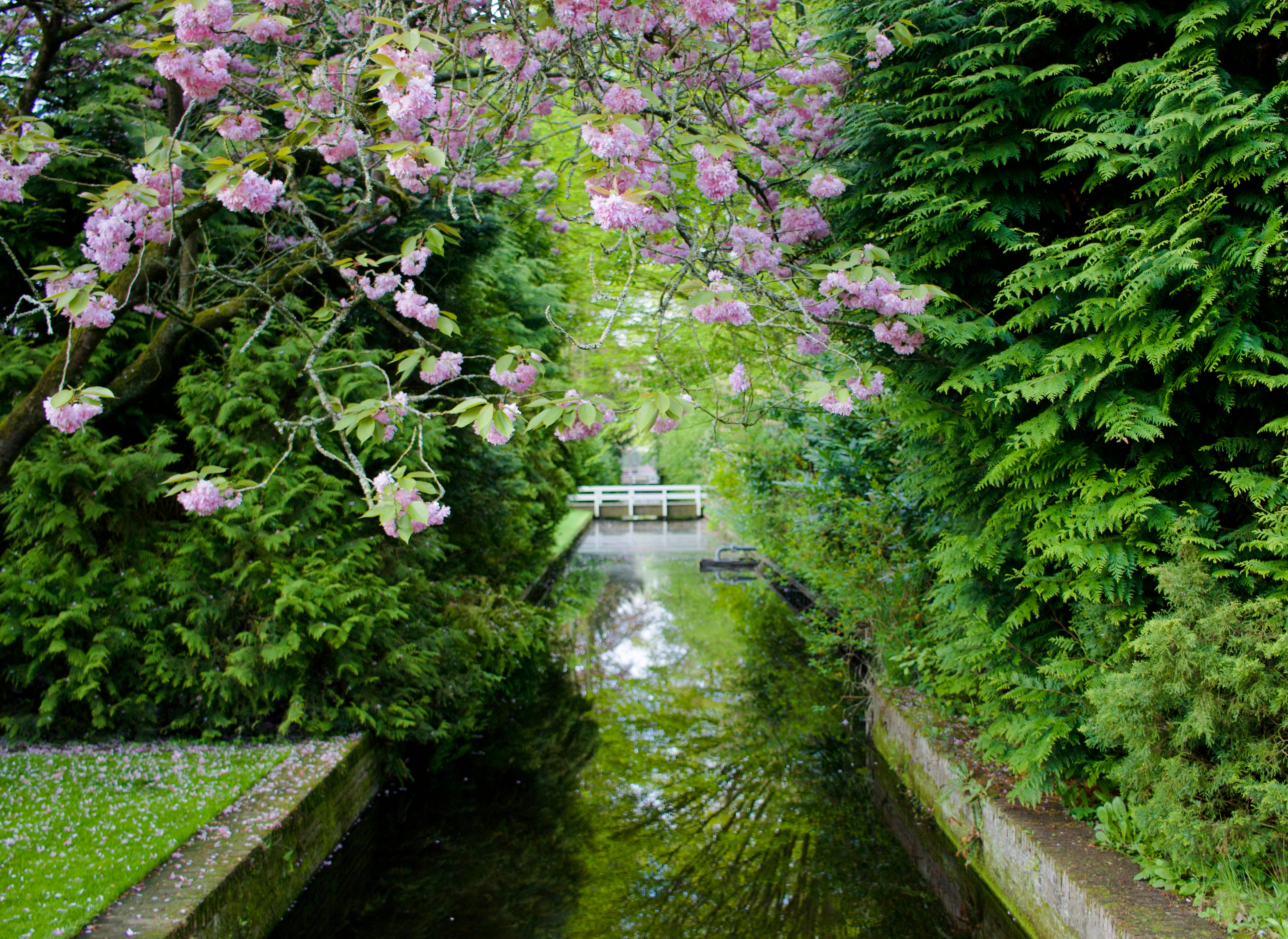 Cherry-laden canal through a verdant arcade