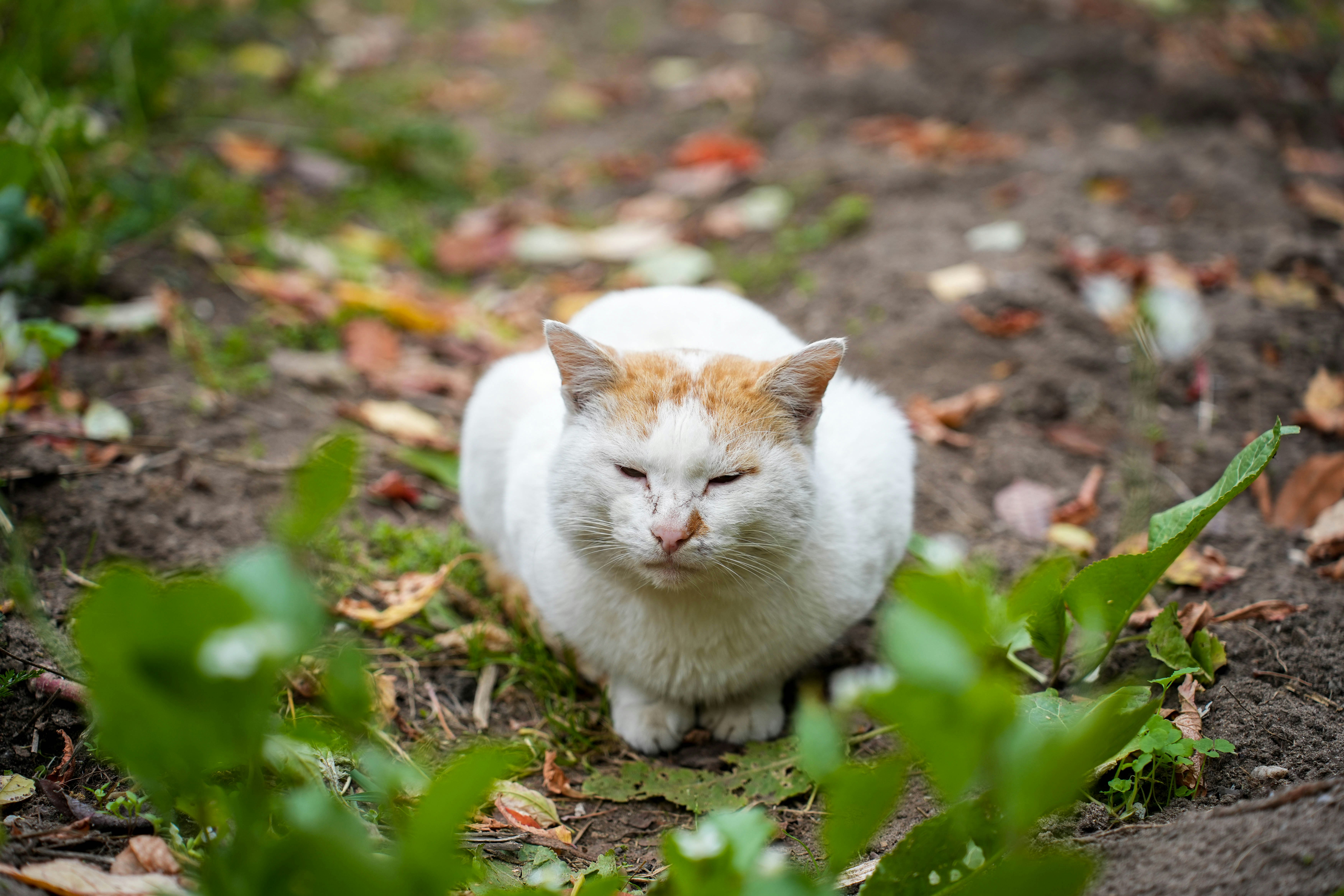 Quiet Sitter: A Shy White Cat in a Leafy Yard