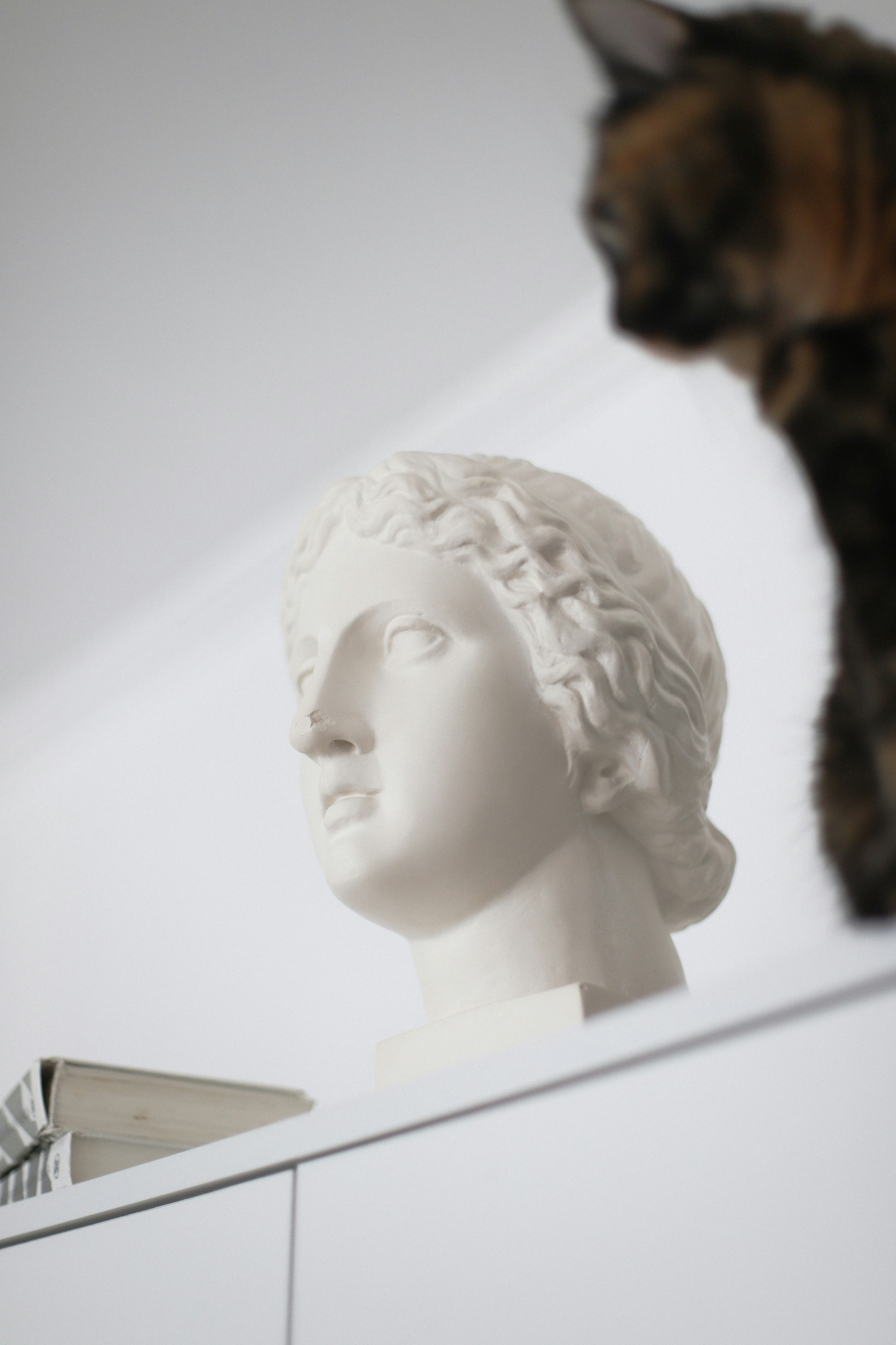 Silhouette of a Bystander: A Cat over Classical Marble
