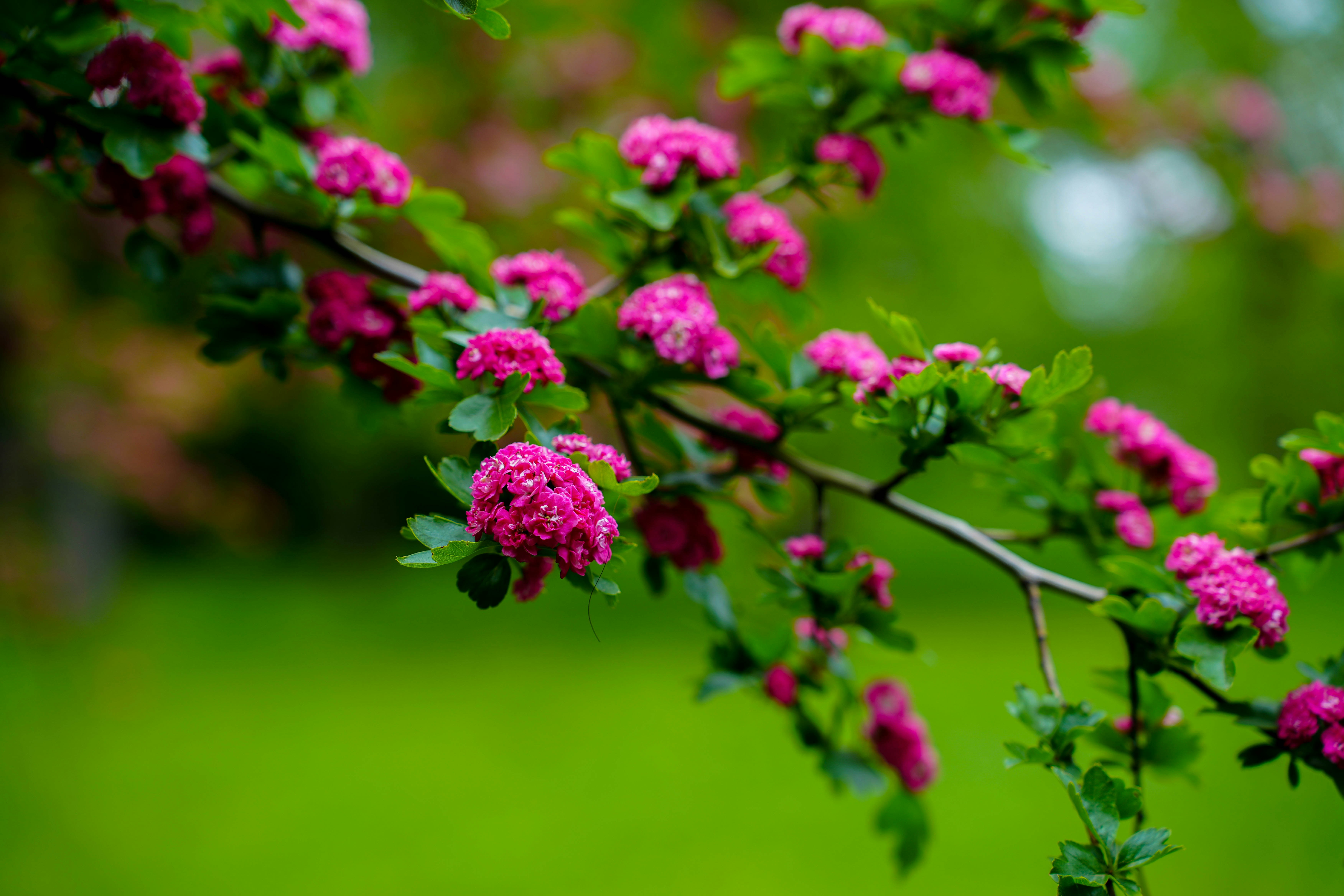 Pink Bunches in Soft Focus: A Branch of Spring Bloom