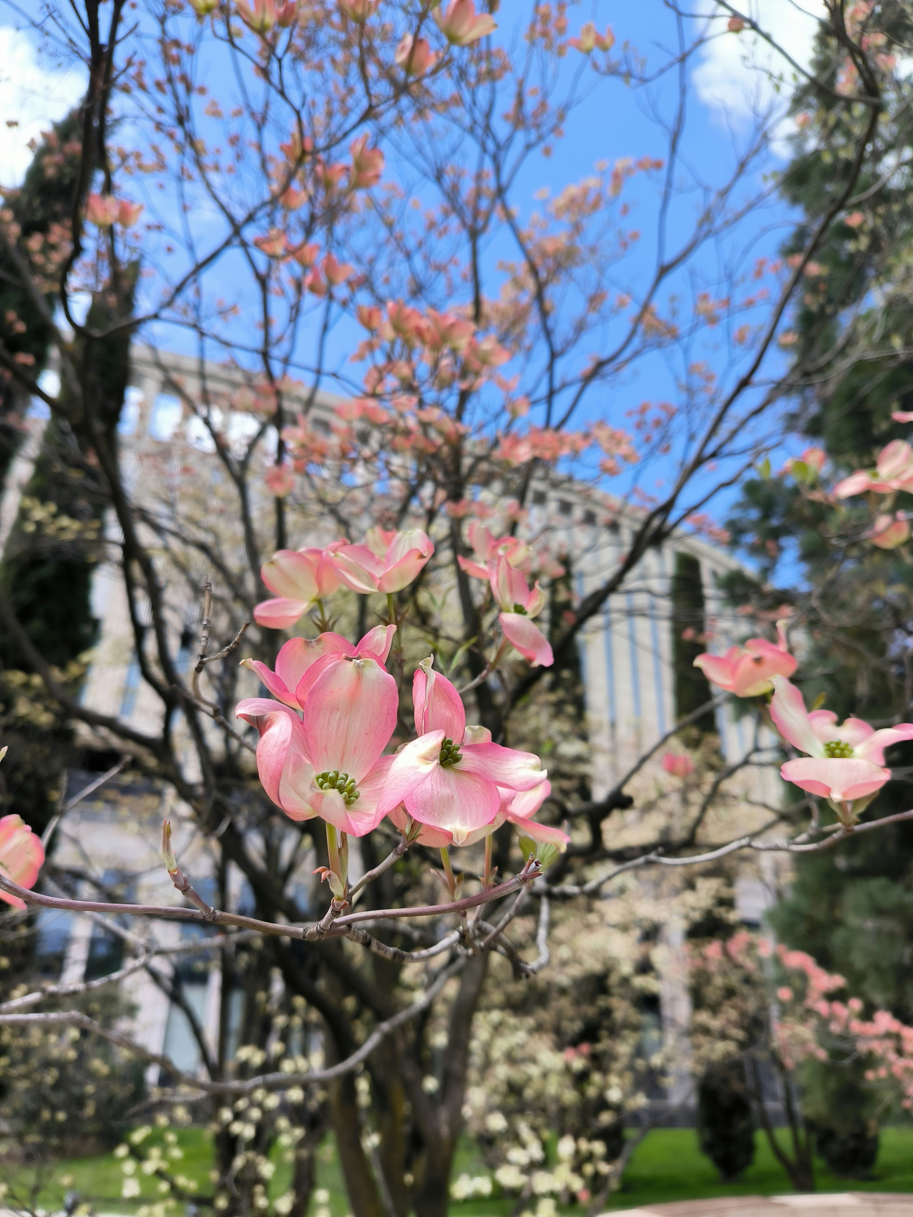Blossoms in Focus: Pink Petals Framing a Blue Sky Garden