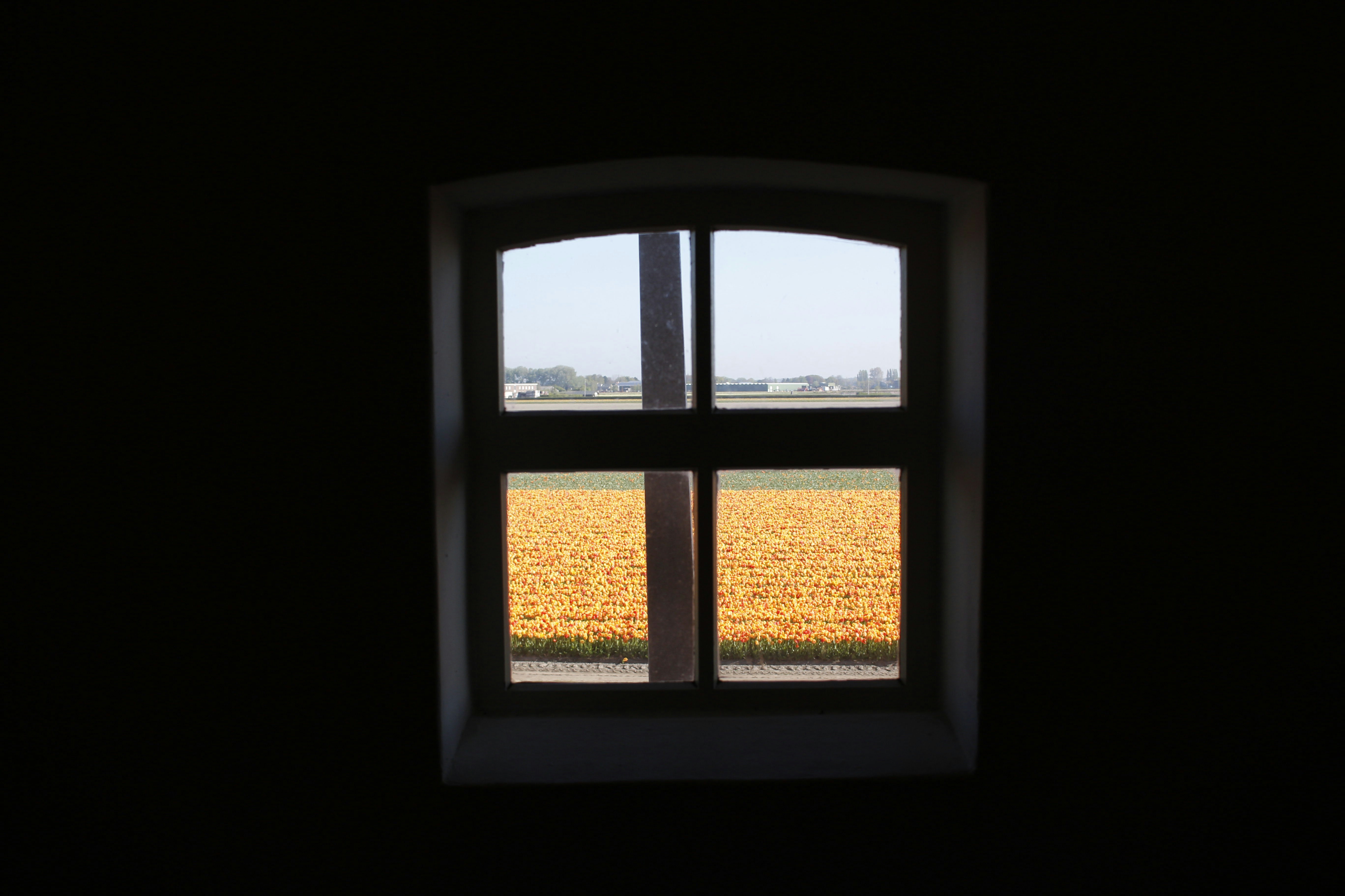 A Quiet Window Frames a Golden Field