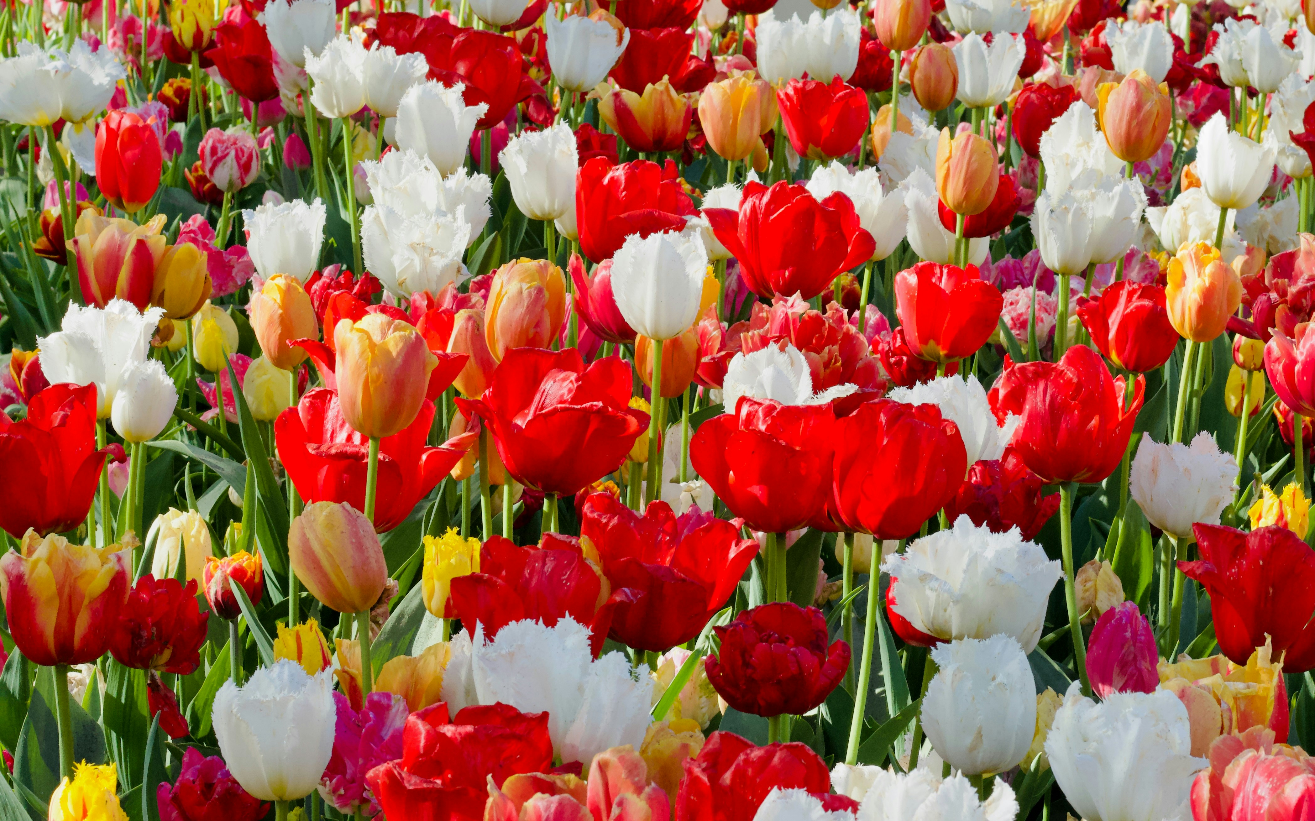 Tulip Mosaic: A Burst of Spring Colors Across the Field