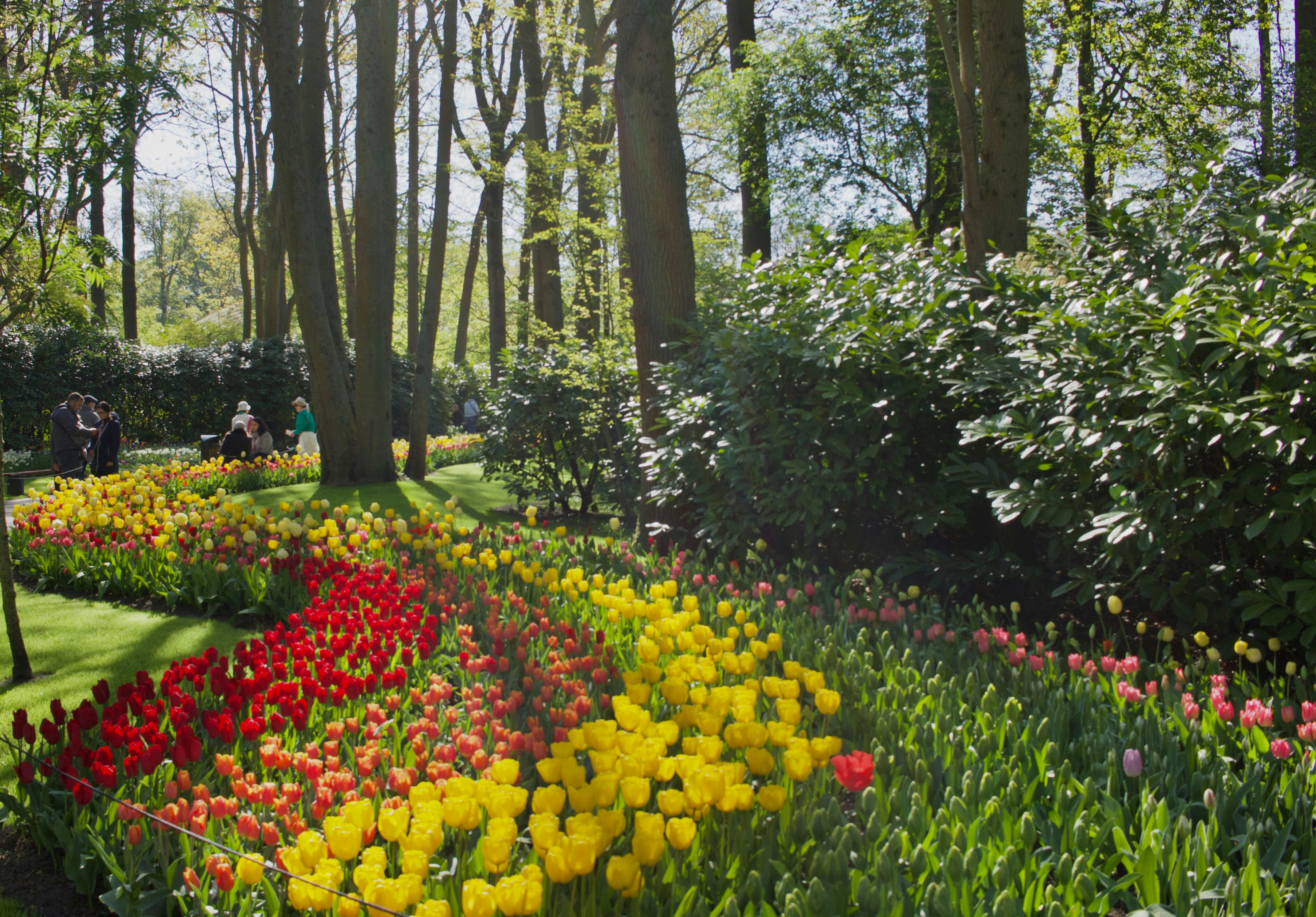 Vibrant Tulip Parade in a Sunlit City Garden