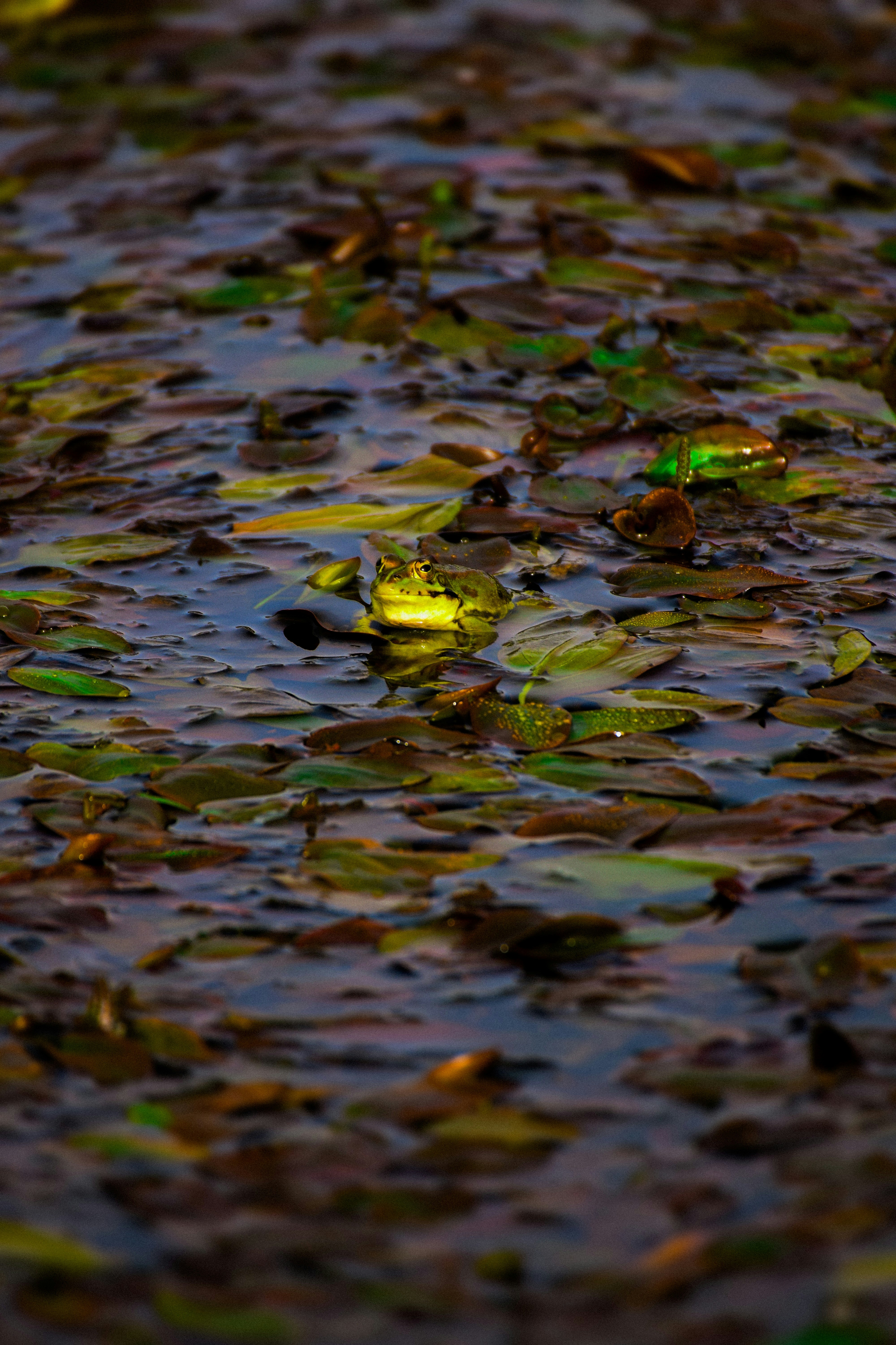 Reflections Among Fallen Leaves at Dusk