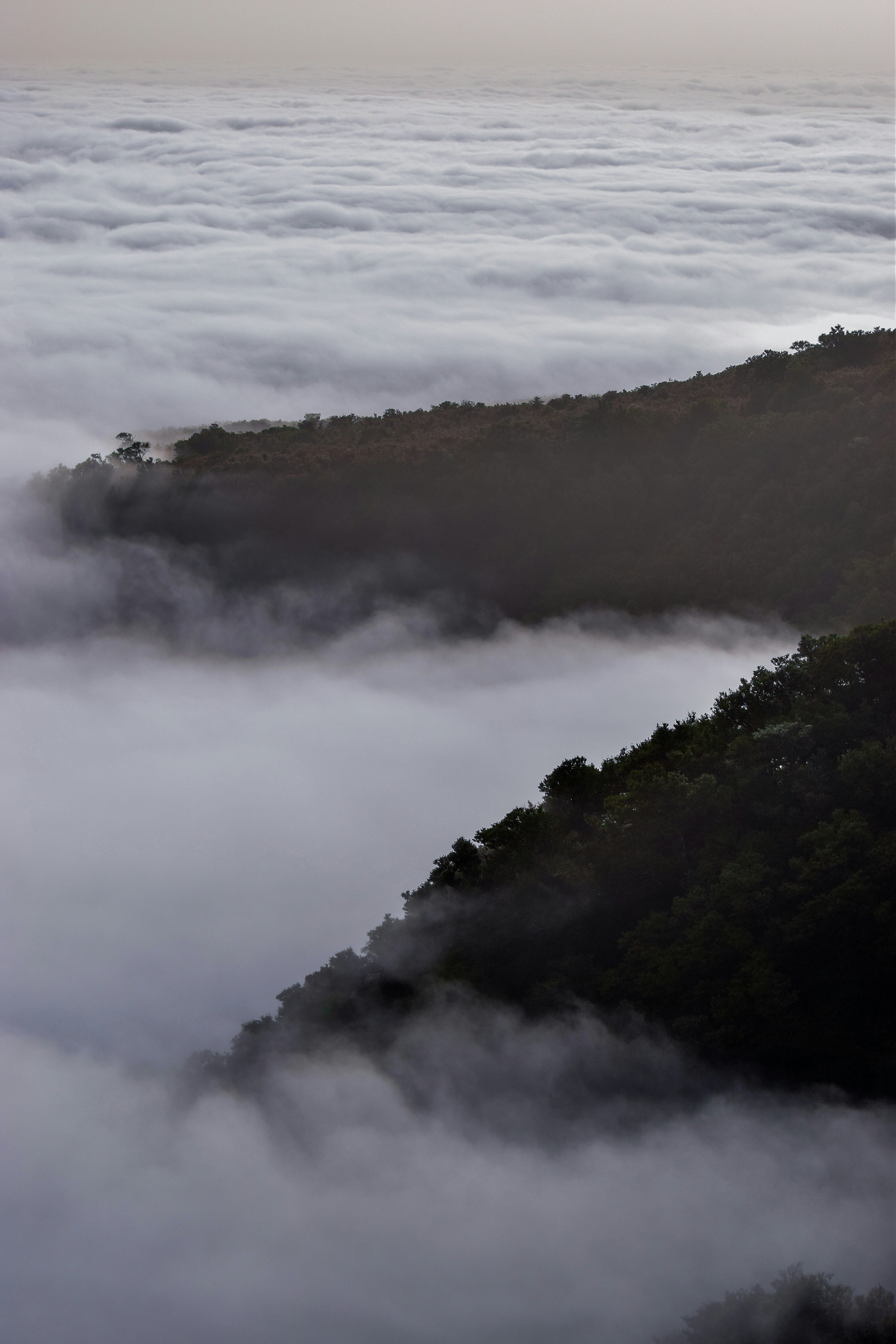 Misty Ridge: Hem of Clouds Over a Forested Crest