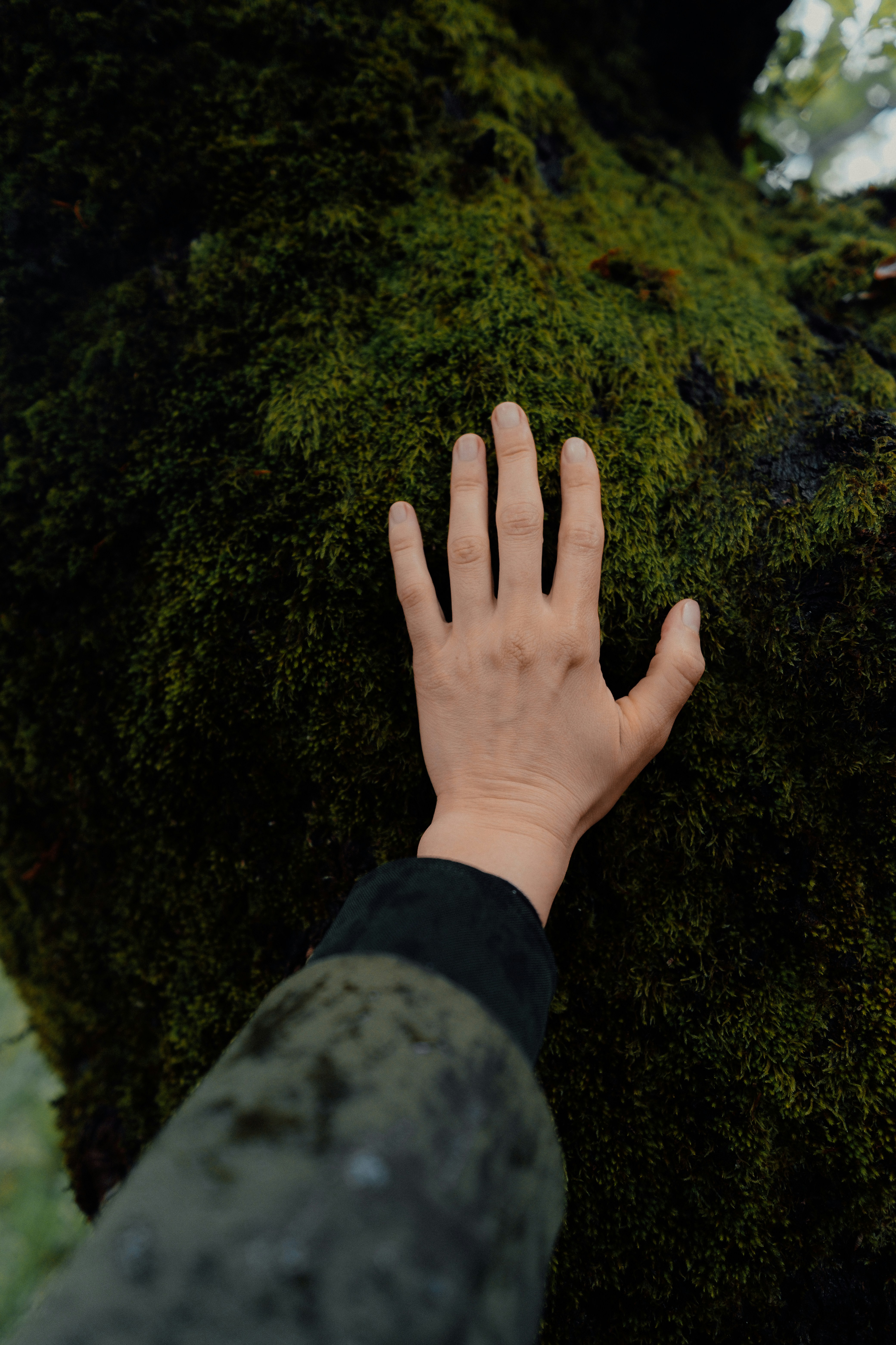 Hands on Moss: A Quiet Contact with Forest Surface