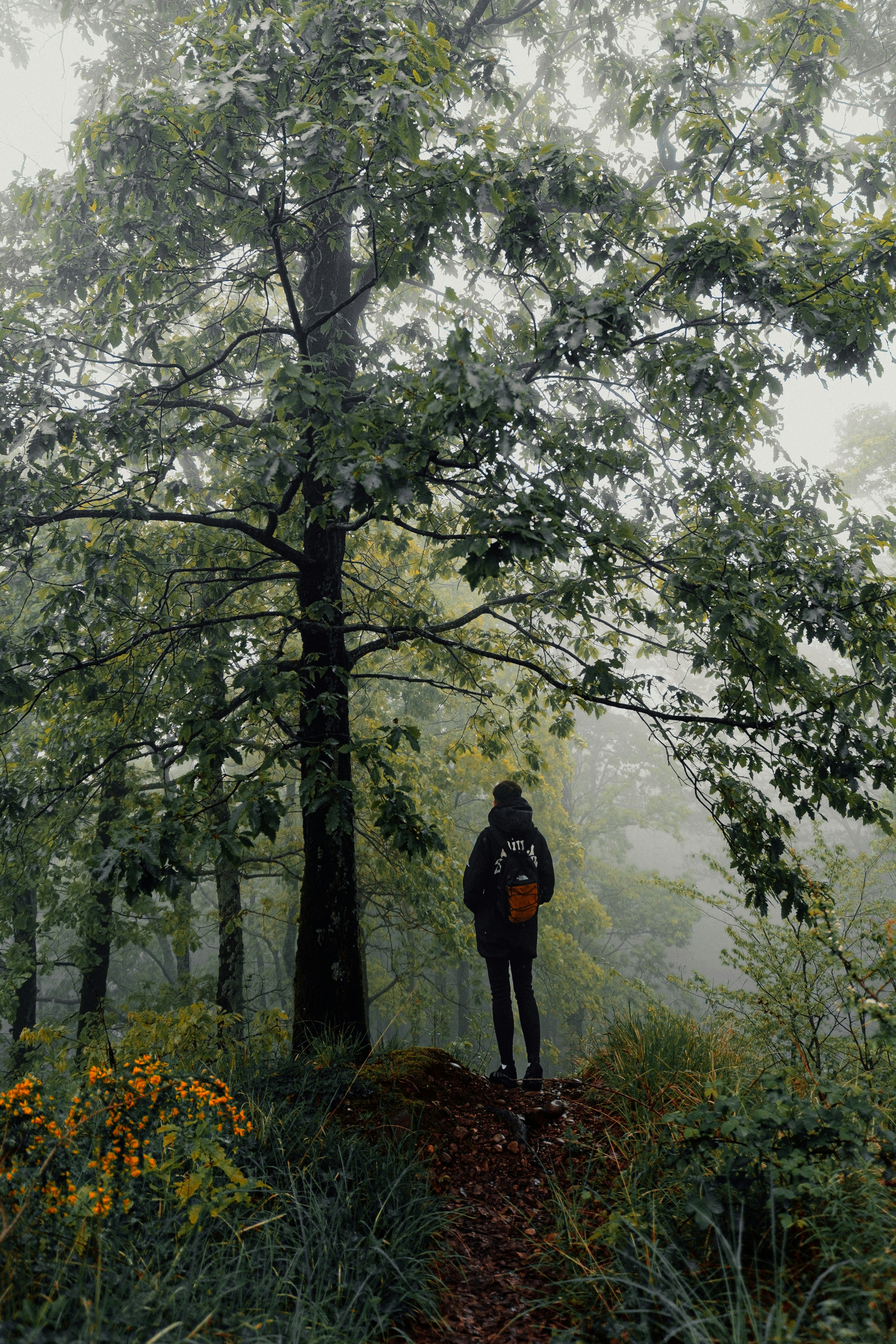 Mist-Soft Trek: A lone silhouette beneath a towering elm