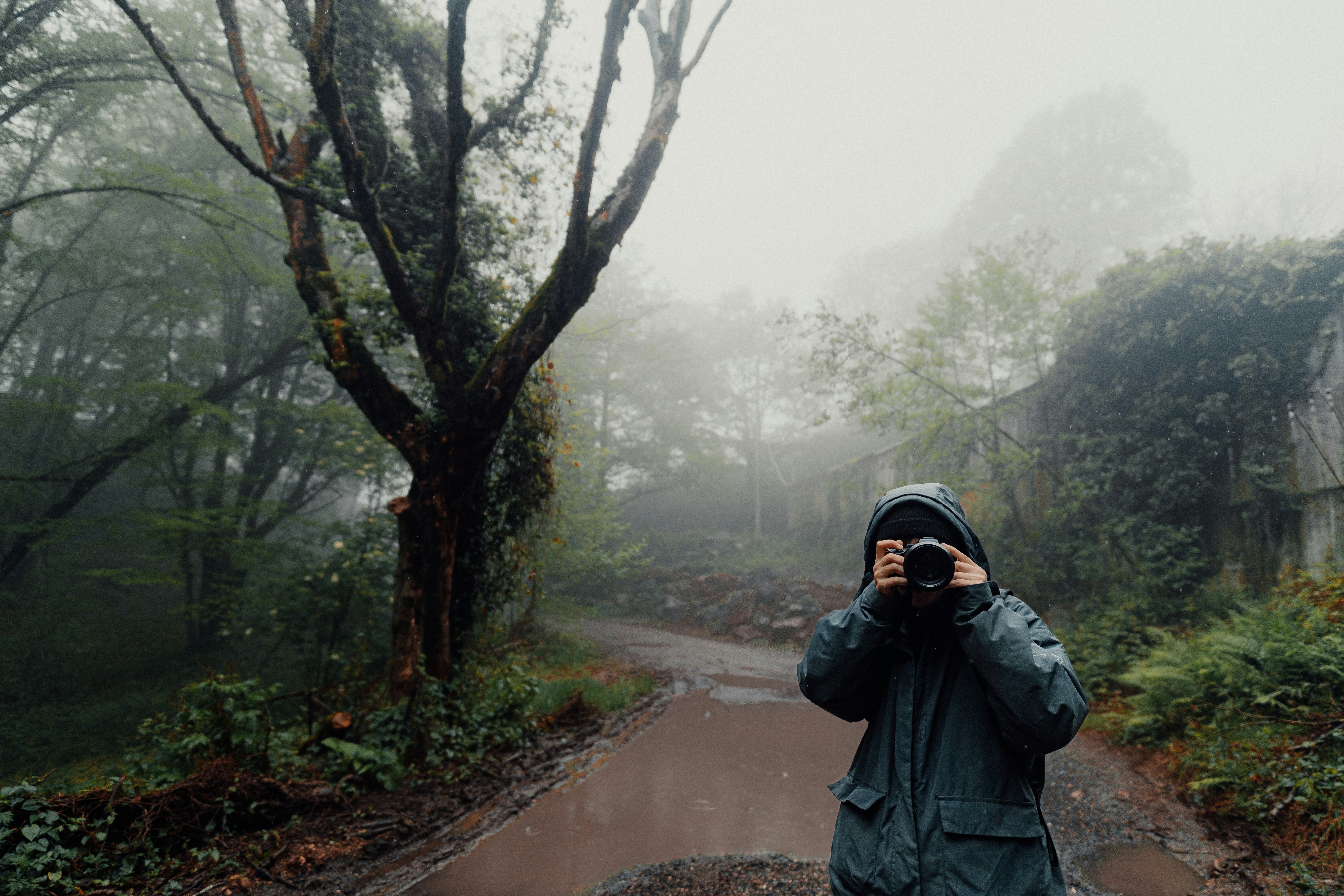 Misty Pathway Portrait Behind the Lens