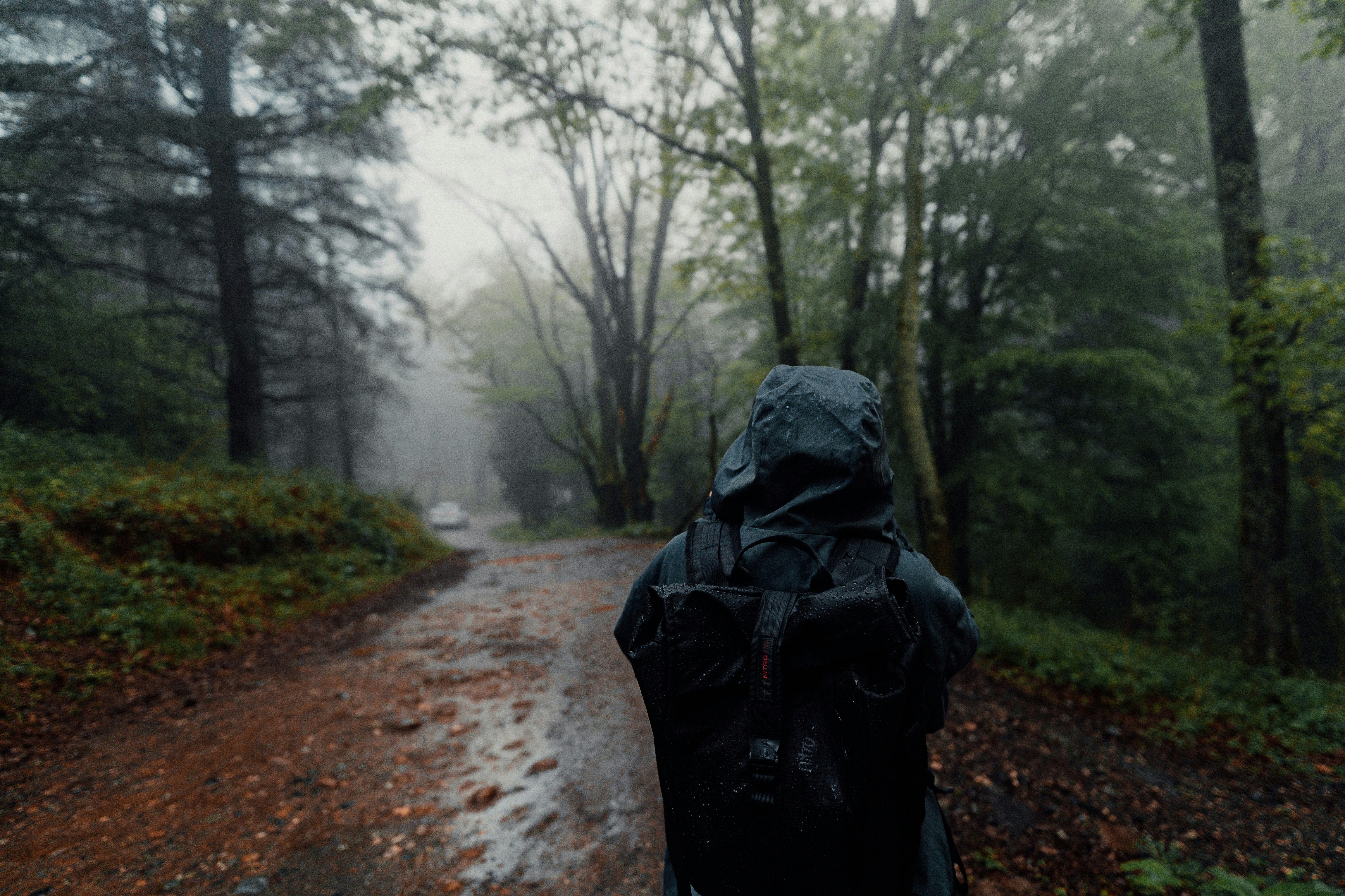 Traveler in the Mist: A Rainy Forest Wake