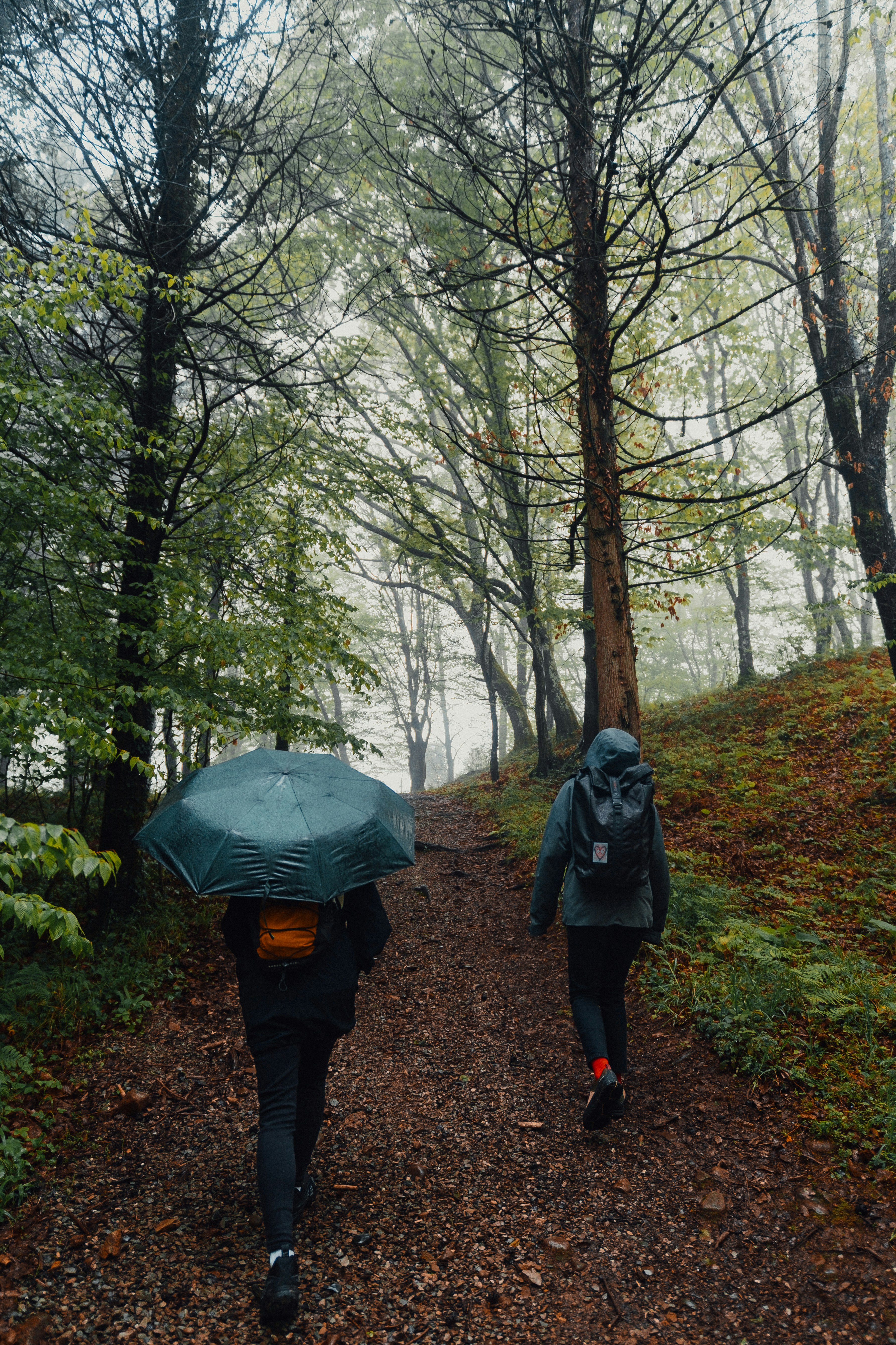 Two Walkers in a Misty Forest Path