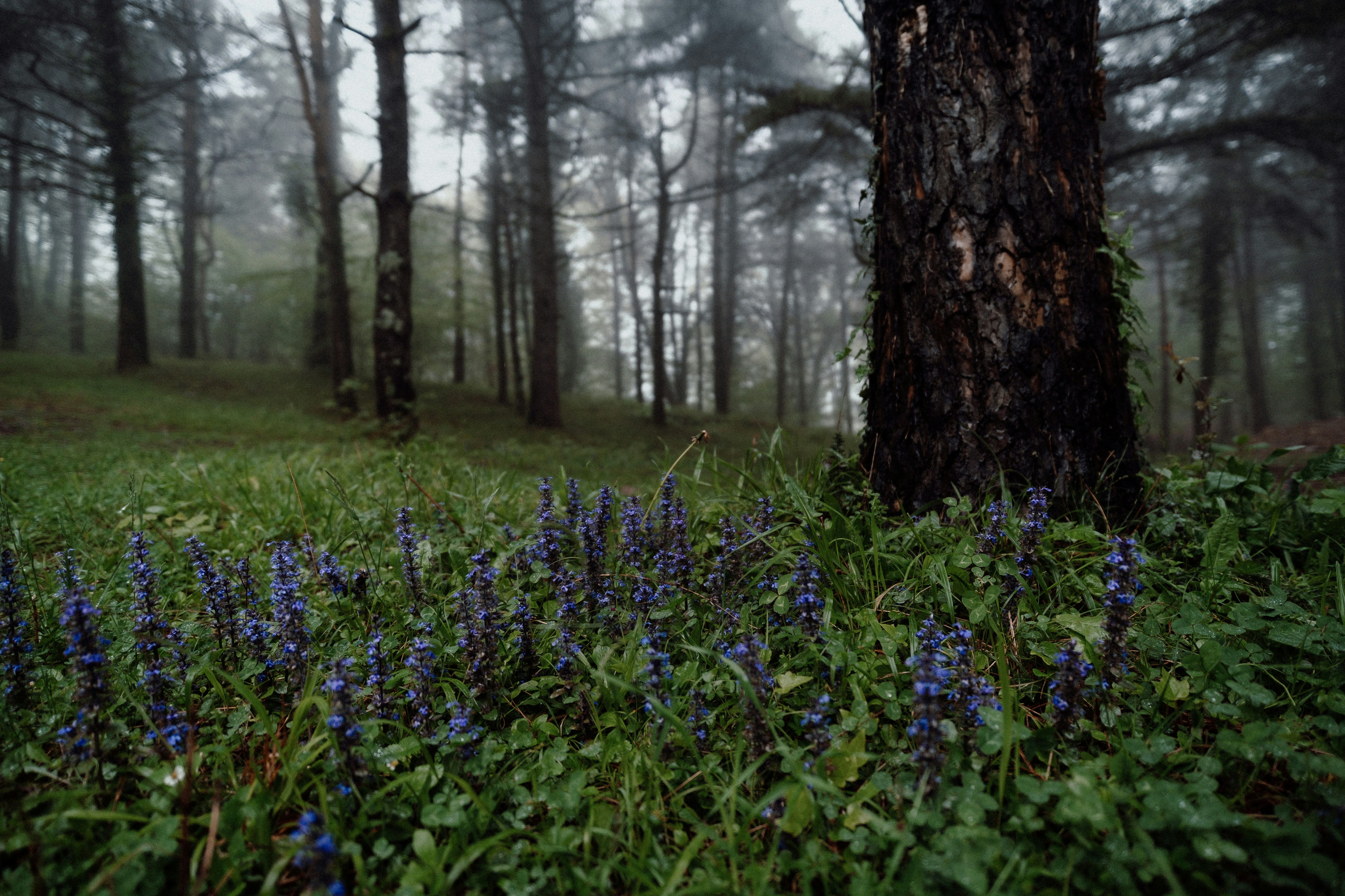Misty Forest Meadow: Violet Blooms at the Tree Line