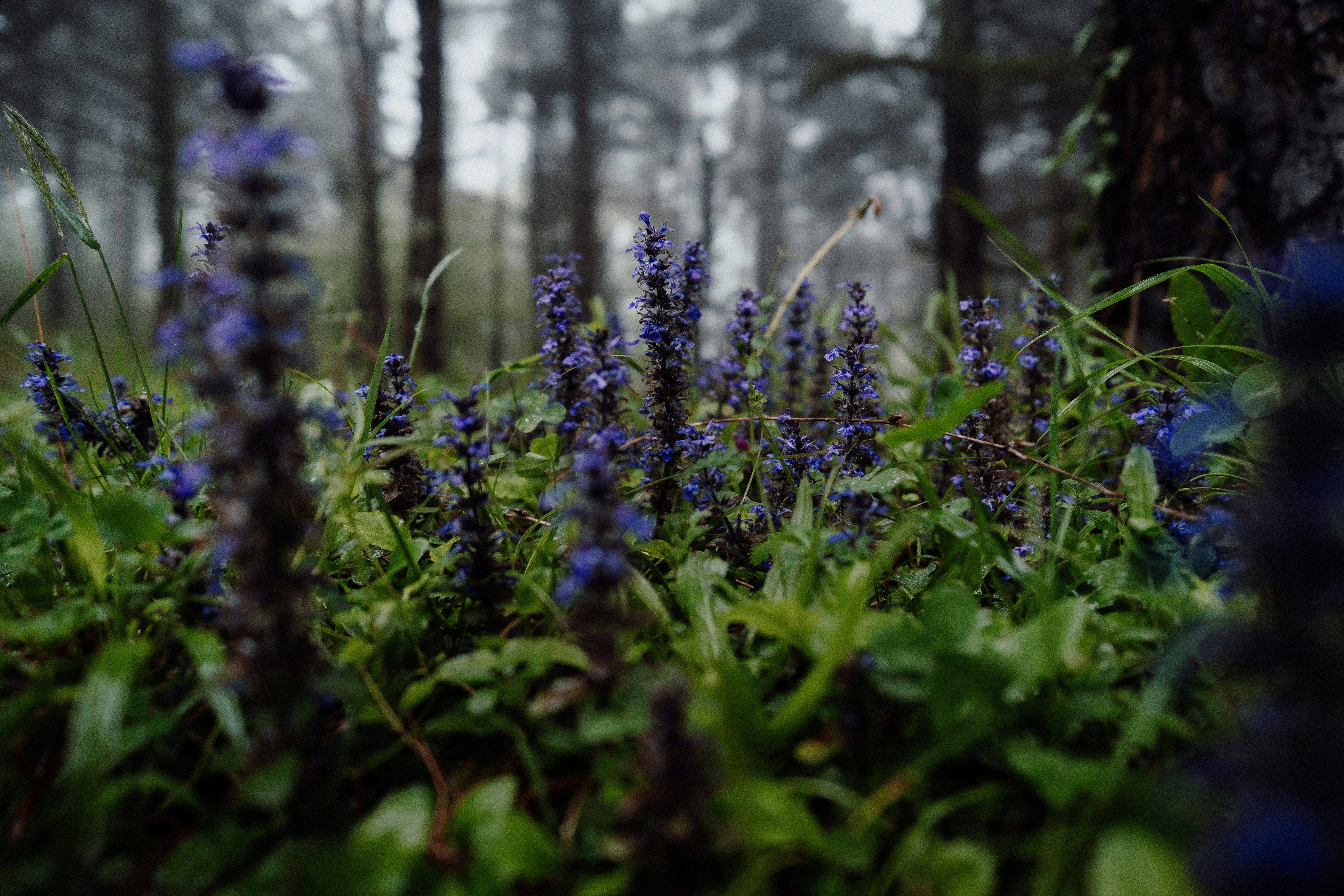 Hidden Violet Forest: Low-View Meadow of Lupines in Soft Rain