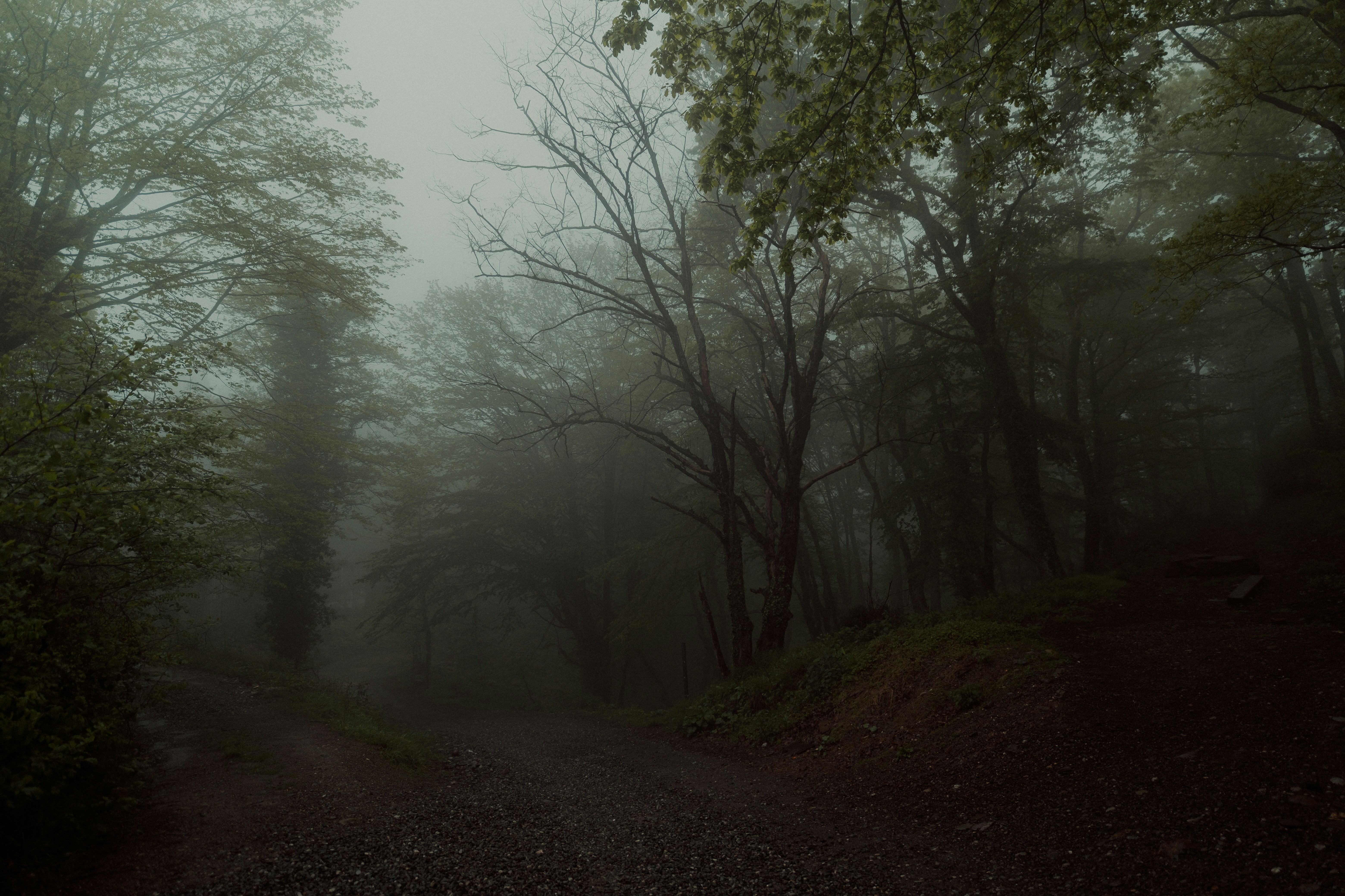 Fogbound Forest Road Vanishing into the Mist