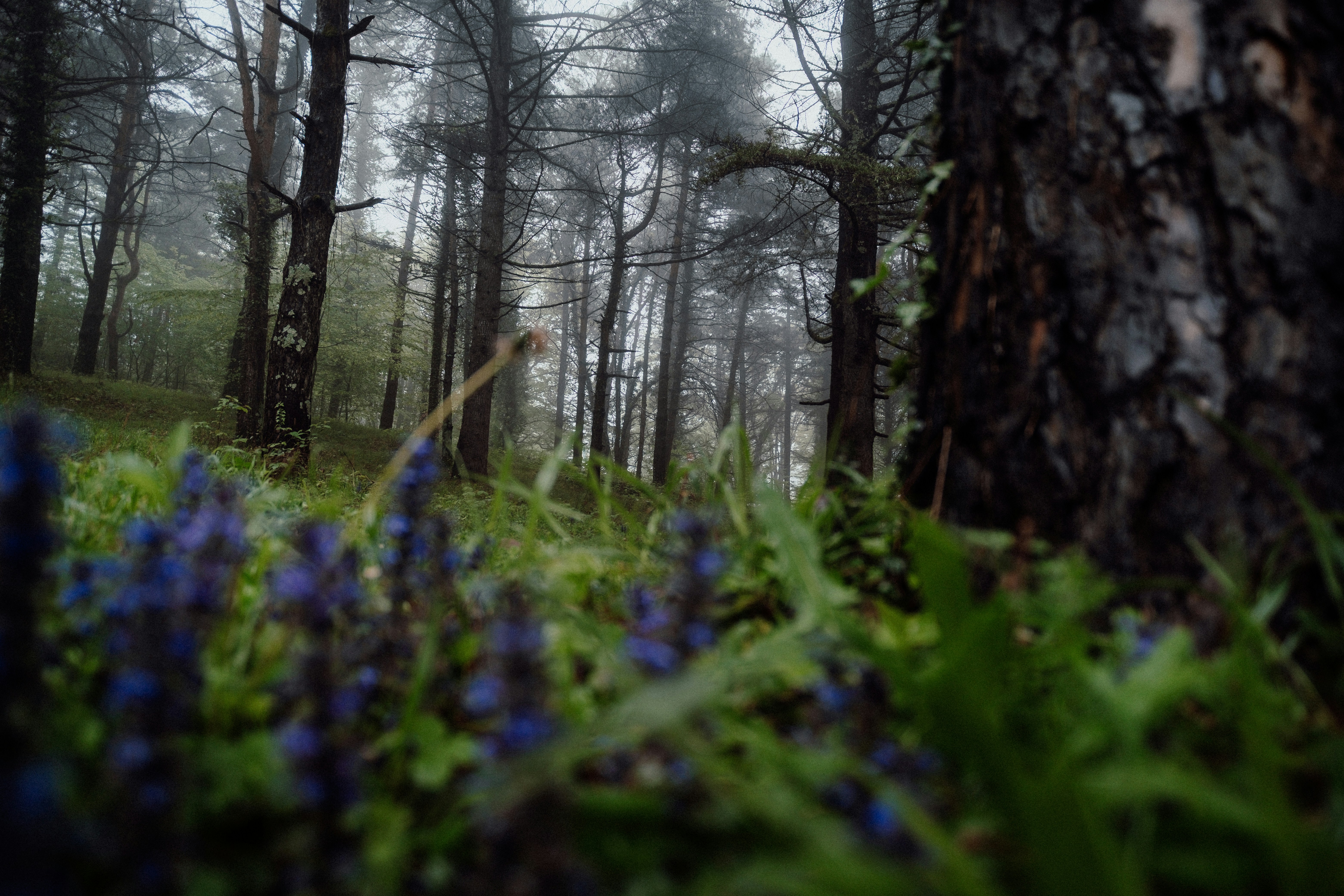 Low-lying Ferns and Pine Trunks in Mist-Softened Forest Floor