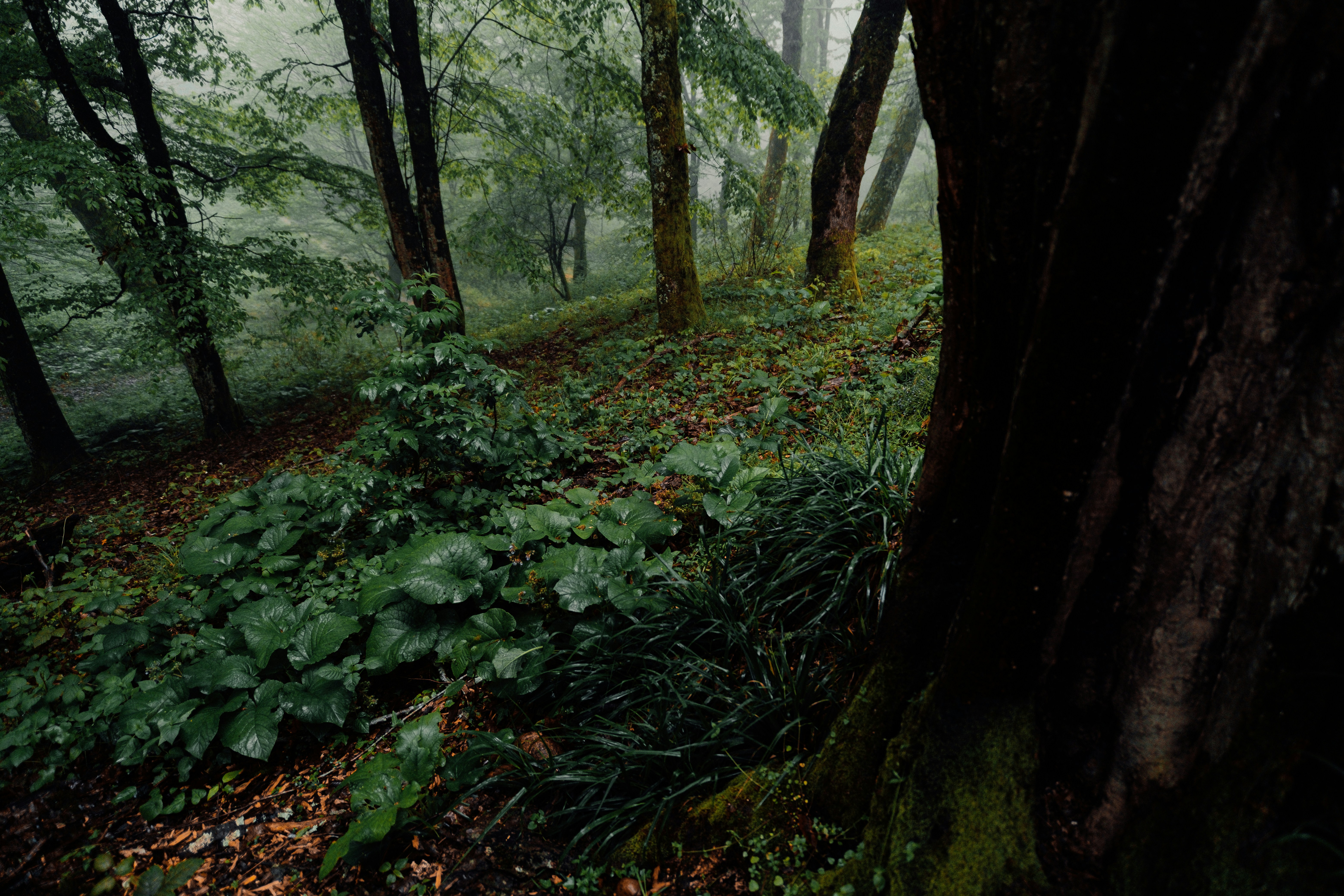 Mist-kissed Forest Floor: Moss, Ferns, and Majestic Trees