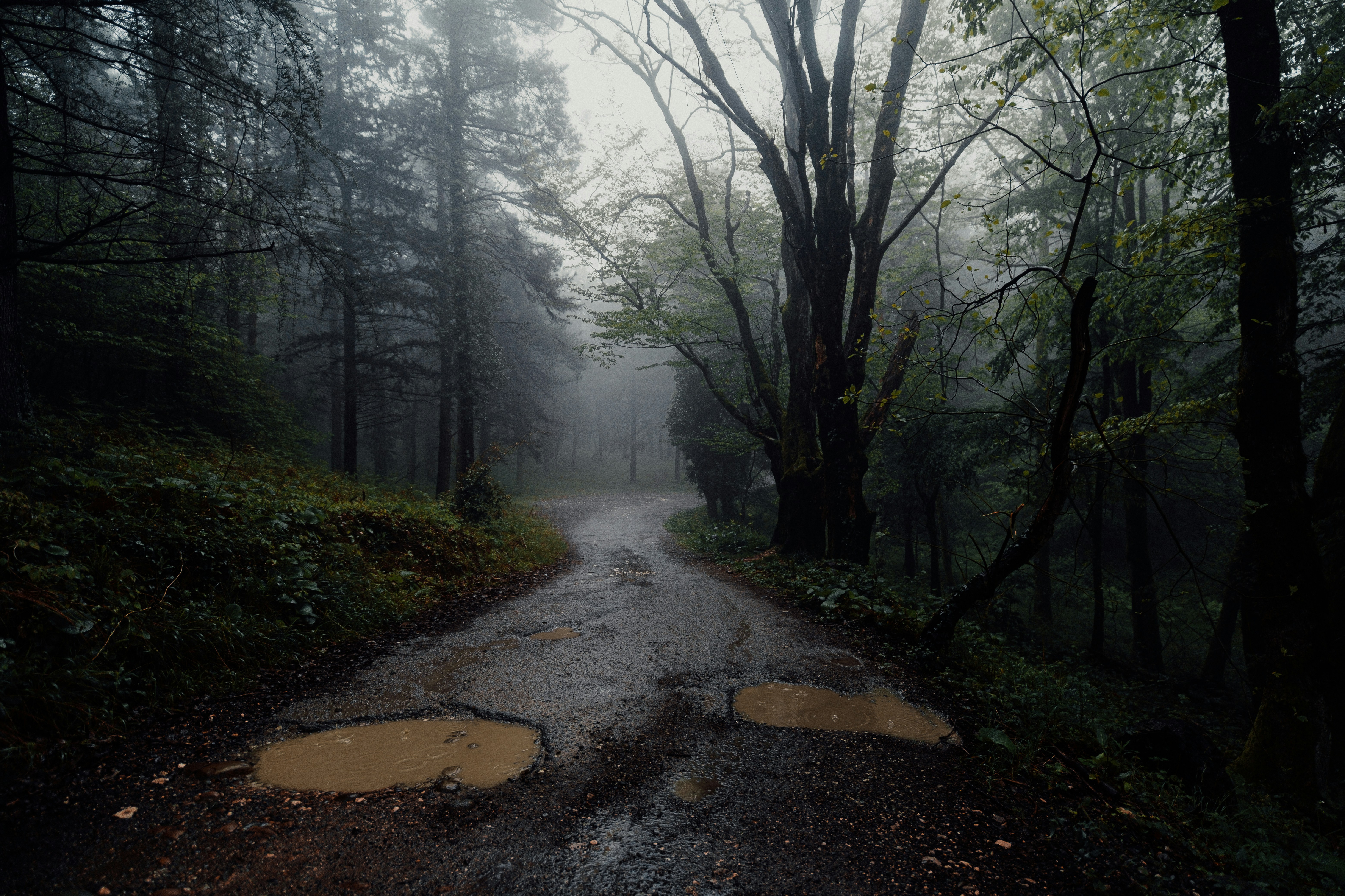 Misty Forest Road Worn by Rain and Time