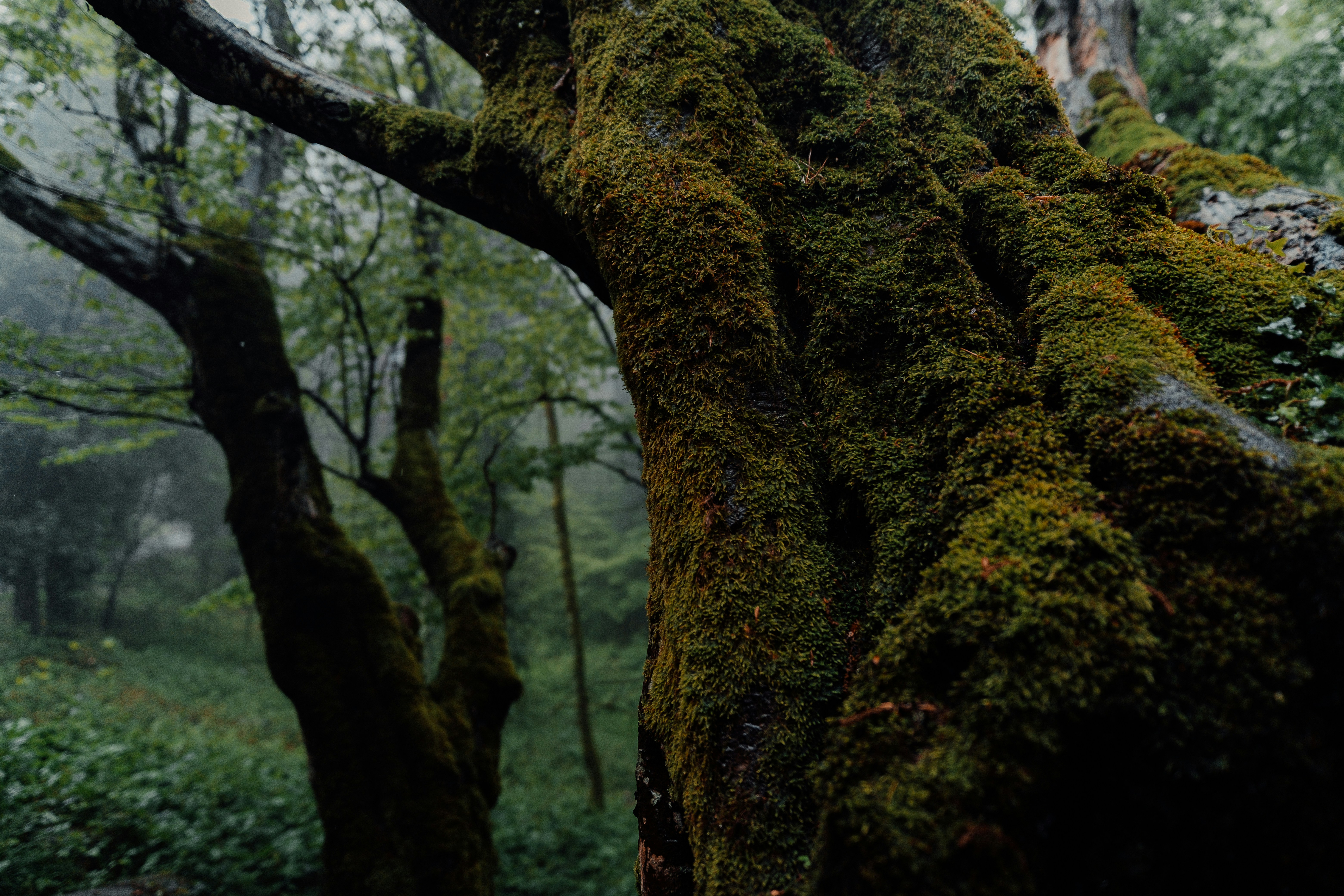 Moss-Cedared Trunk: A Quiet Forest Portrait